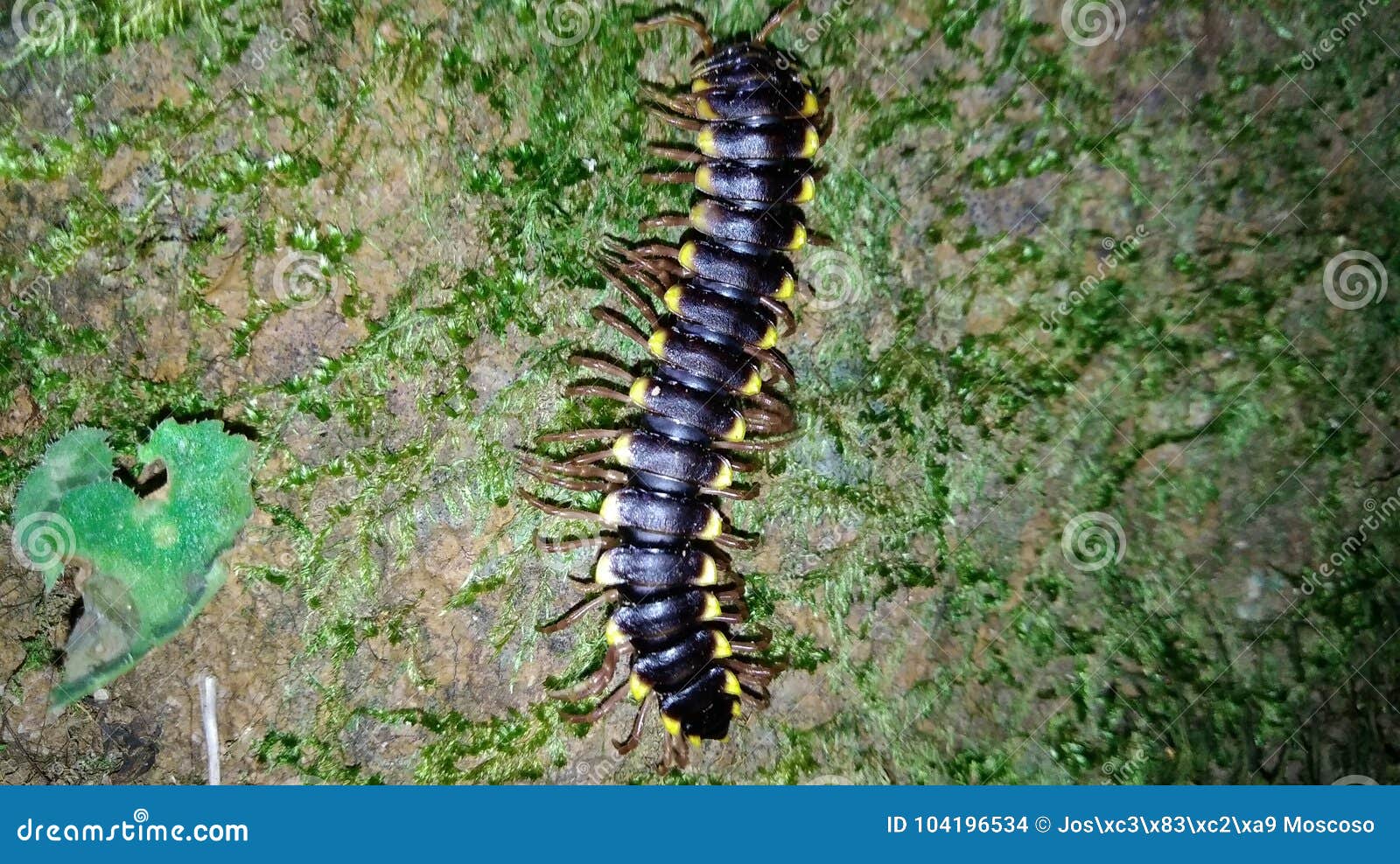 Duizendpoot stock foto. Image of rots, salade, weegbree - 104196534