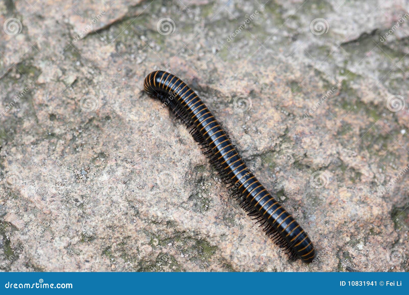 Duizendpoot stock afbeelding. Image of milieu, duizend - 10831941