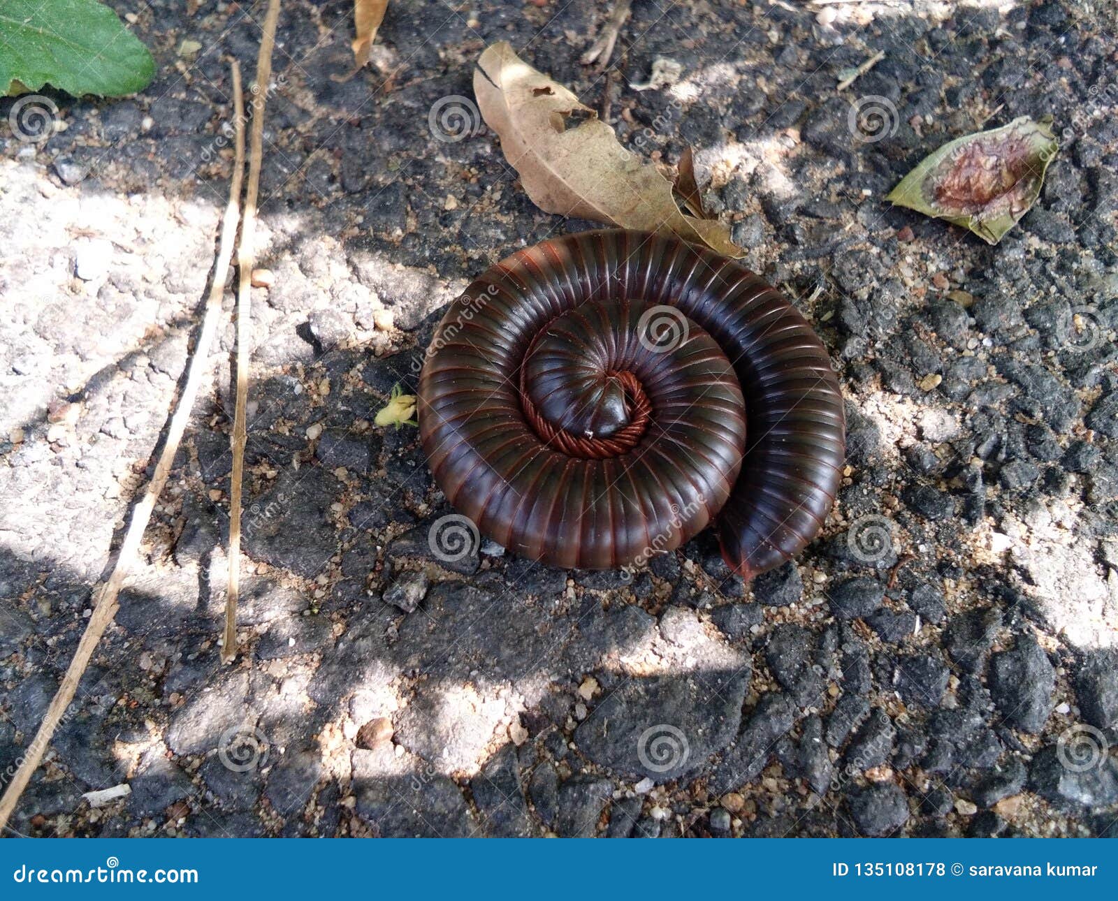 Duizendpoot stock foto. Image of dorp, benen, regen - 135108178