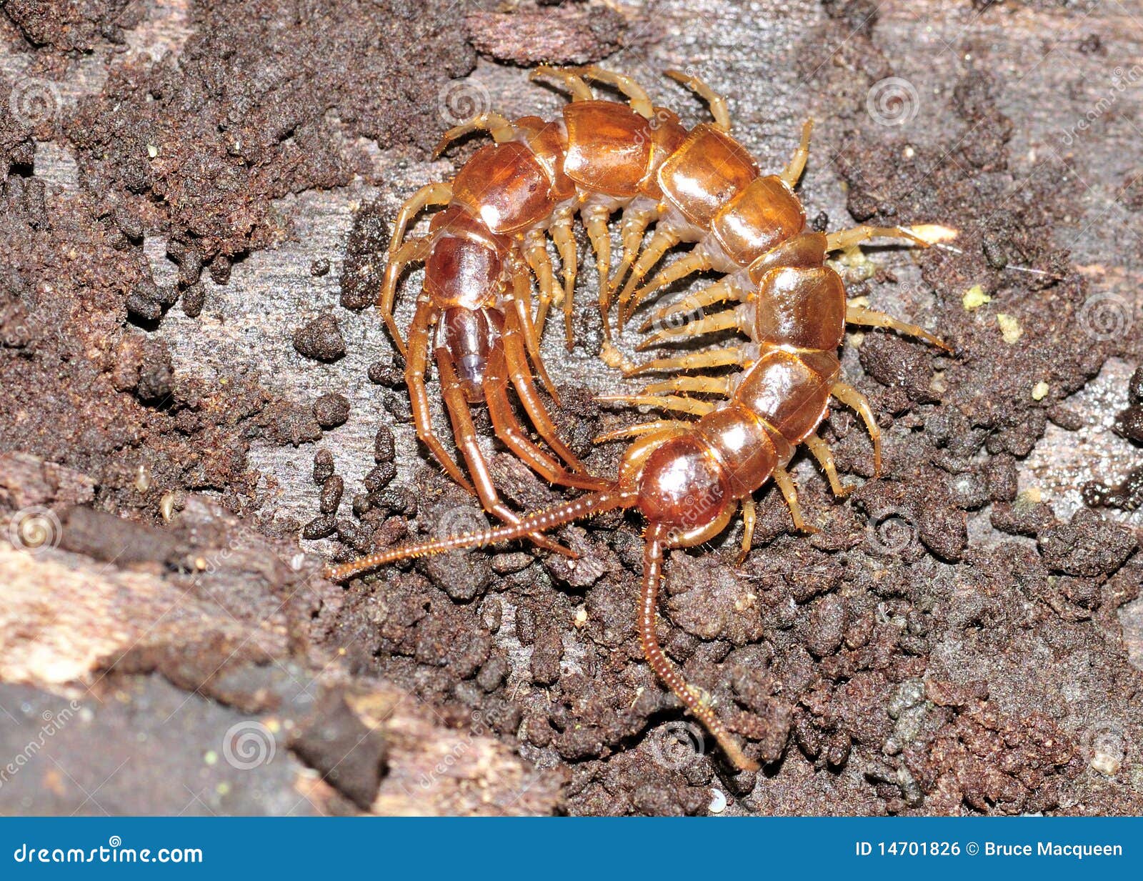 Duizendpoot stock foto. Image of zeug, nave, insect, macro - 14701826