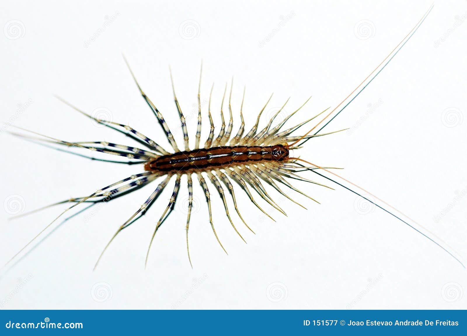 Duizendpoot stock afbeelding. Image of humeur, achtergrond - 151577