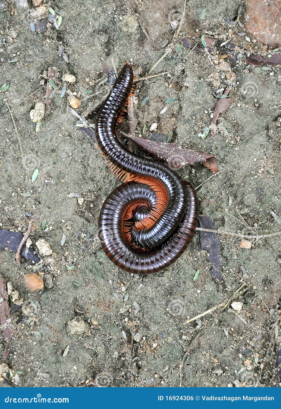 Duizendpoot stock foto. Image of trein, buiten, tropisch - 16924306