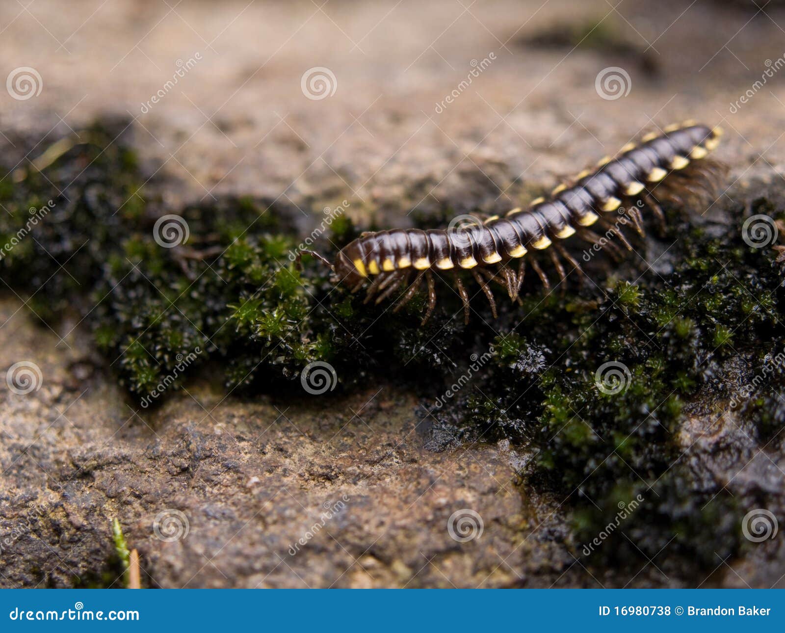 Duizendpoot stock foto. Image of insecten, kruip, zwart - 16980738