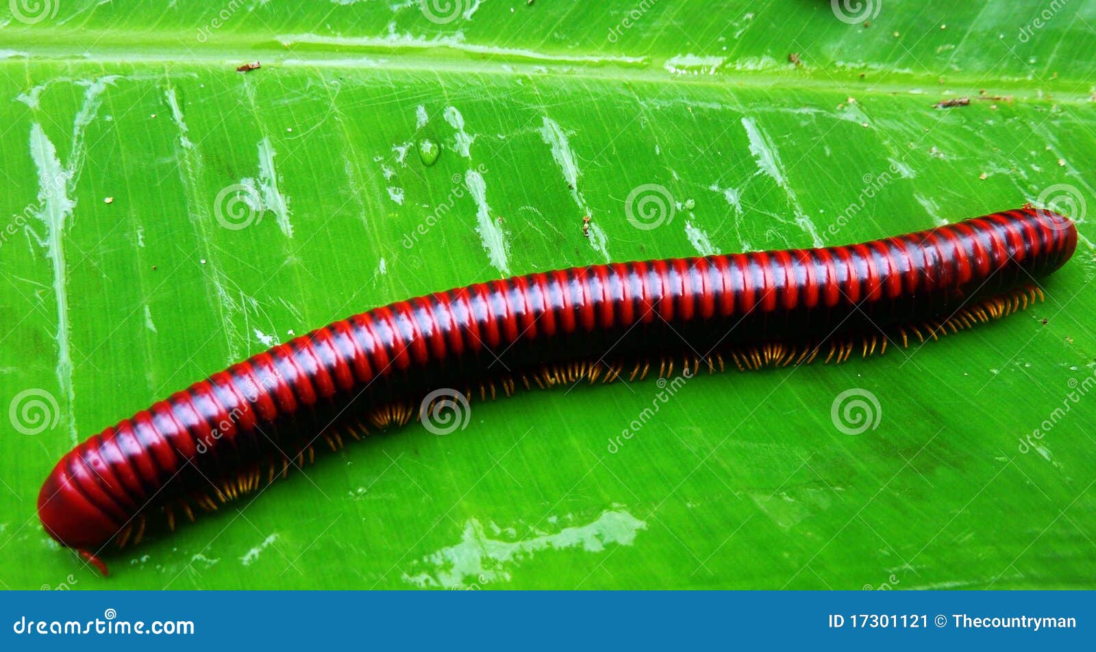 Duizendpoot stock afbeelding. Image of exotisch, ongedierte - 17301121