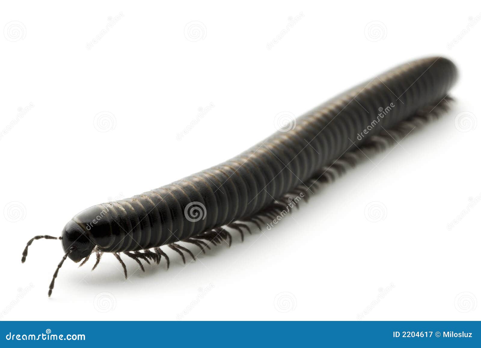 Duizendpoot stock afbeelding. Image of benen, duizendpoot - 2204617