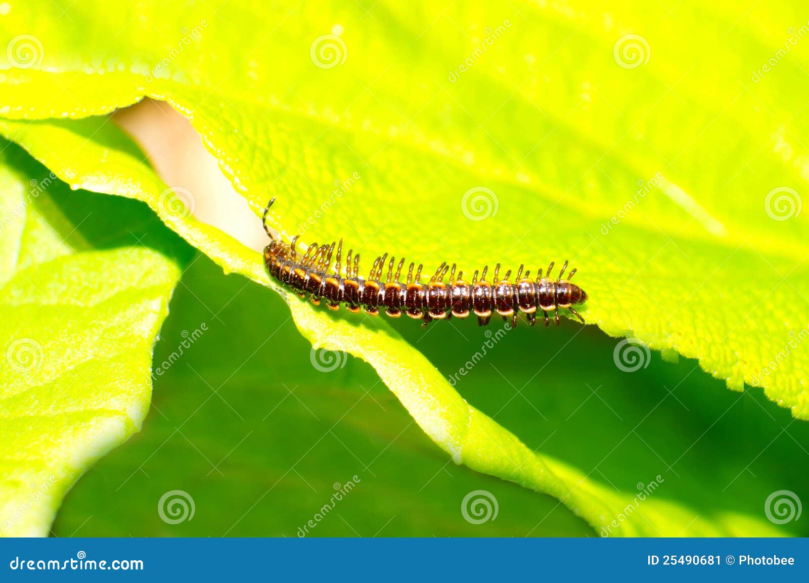 Duizendpoot stock afbeelding. Image of geleedpotige, vlekken - 25490681