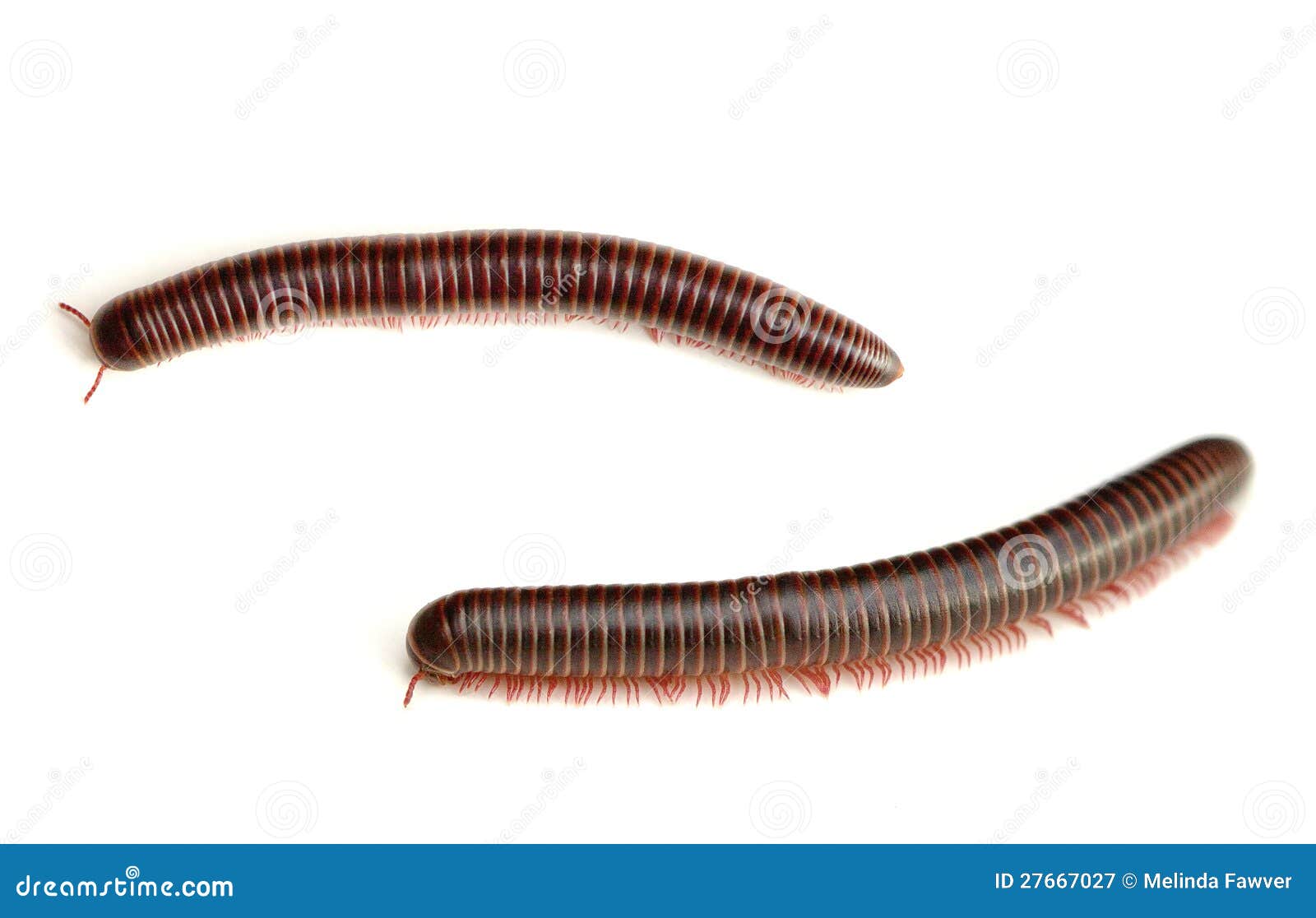 Duizendpoot stock afbeelding. Image of duizendpoot, bruin - 27667027