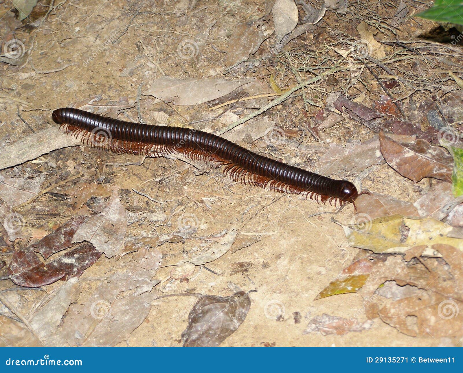 Duizendpoot stock afbeelding. Image of maleisië, bruin - 29135271