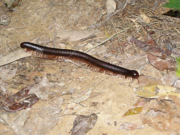 Duizendpoot stock afbeelding. Image of maleisië, bruin - 29135271