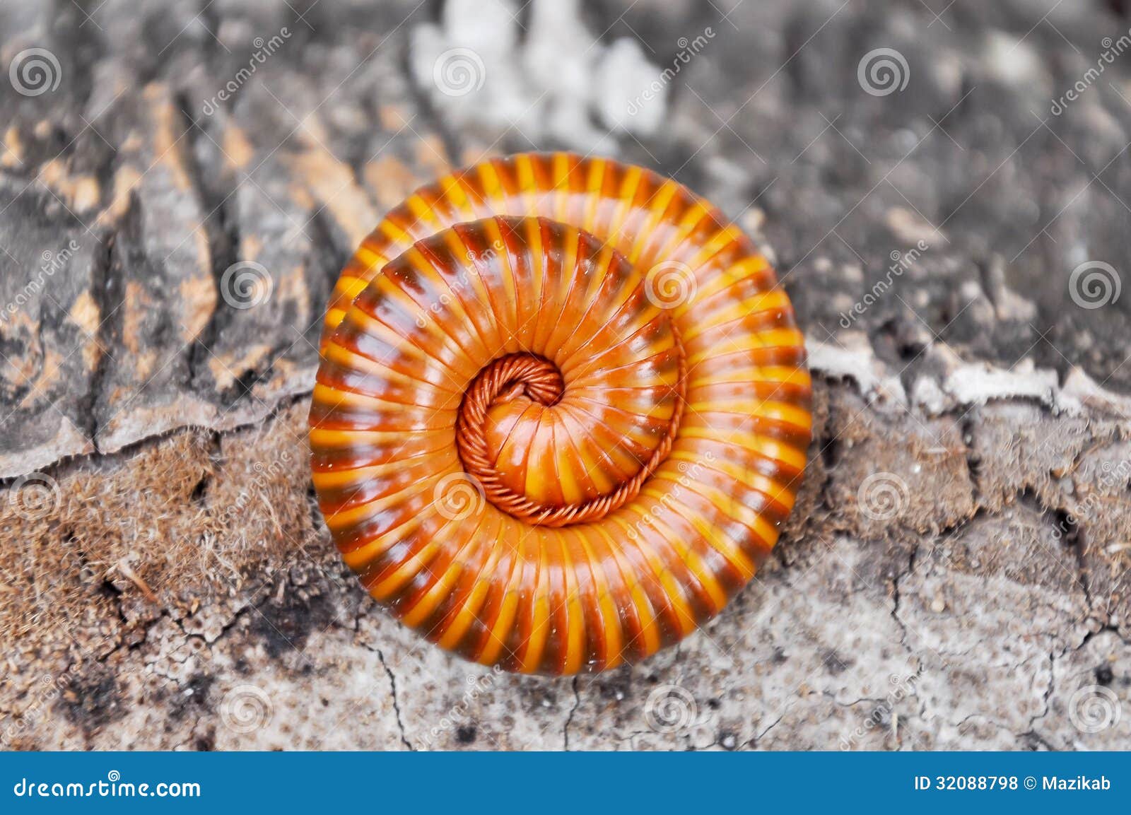 Duizendpoot stock foto. Image of biologie, dier, cirkel - 32088798