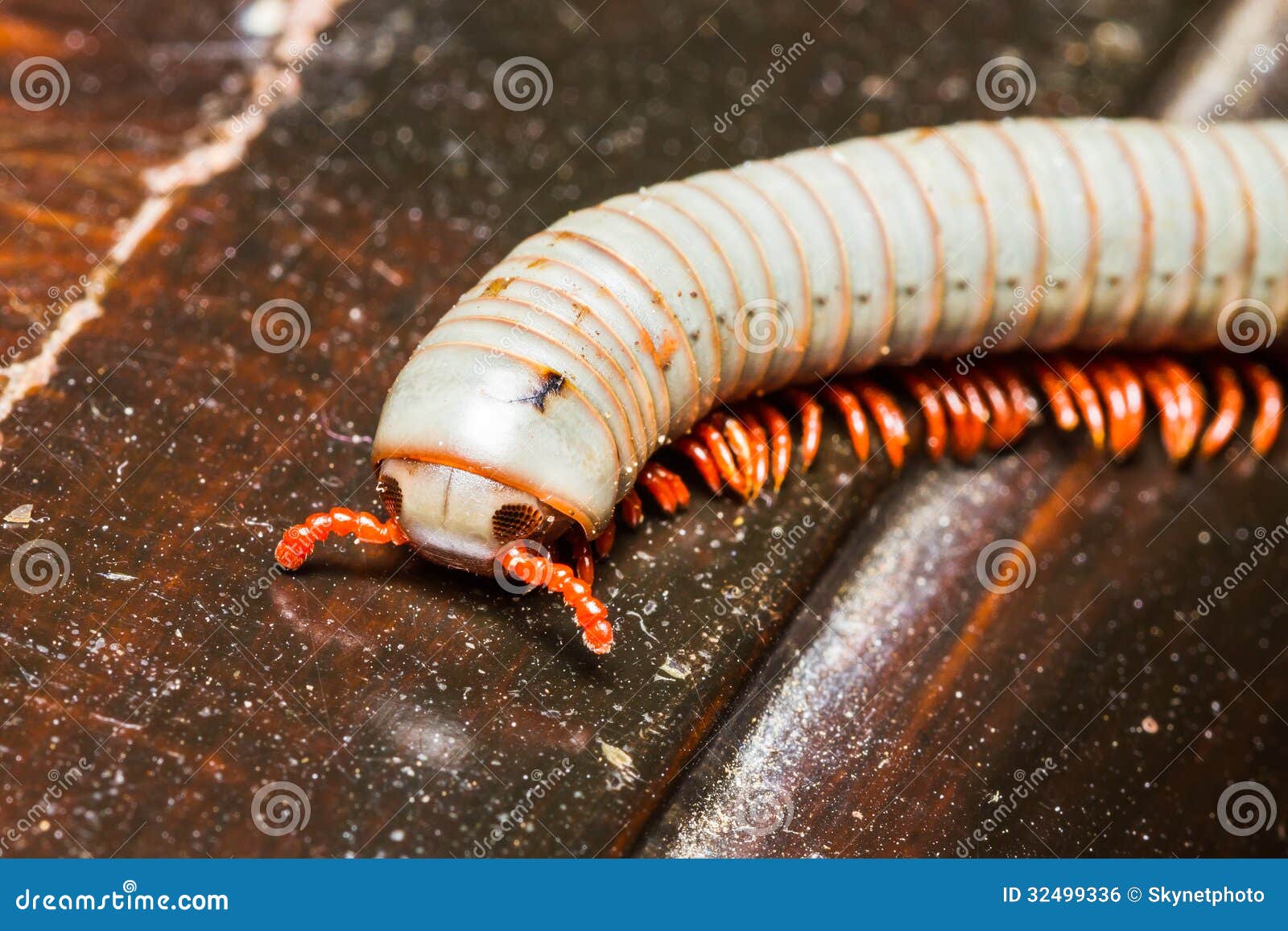 Duizendpoot stock foto. Image of duizendpoot, antenne - 32499336