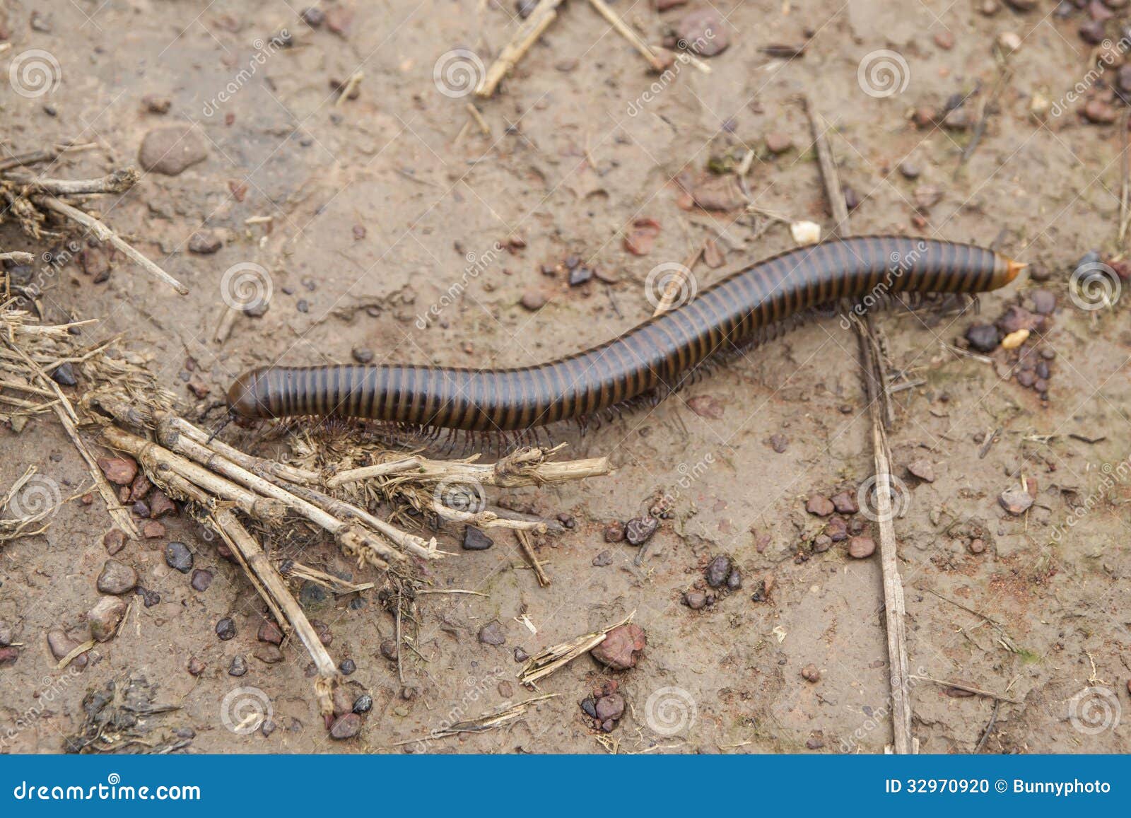 Duizendpoot stock foto. Image of nave, biologie, wild - 32970920