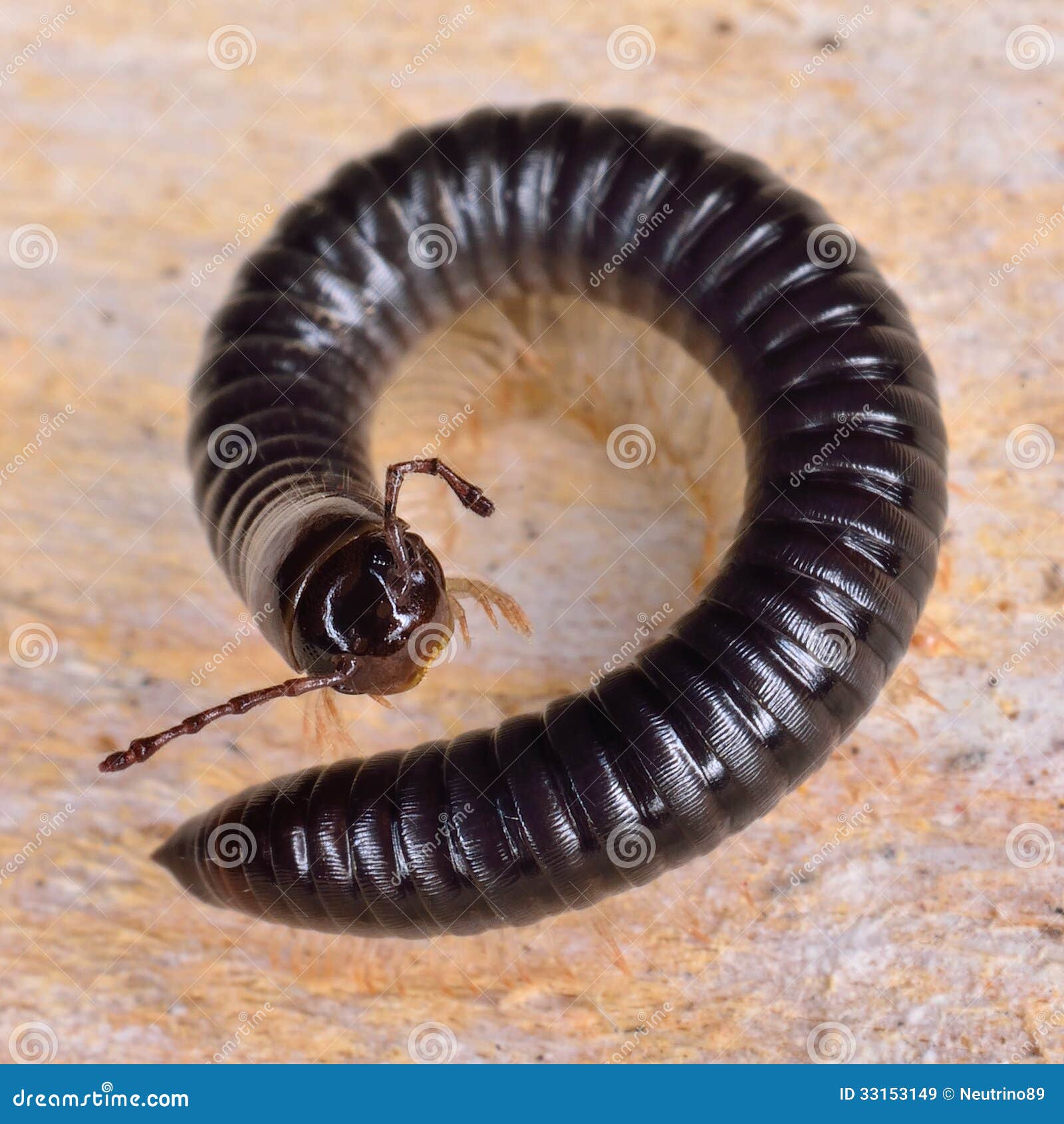 Duizendpoot stock afbeelding. Image of gesegmenteerd - 33153149