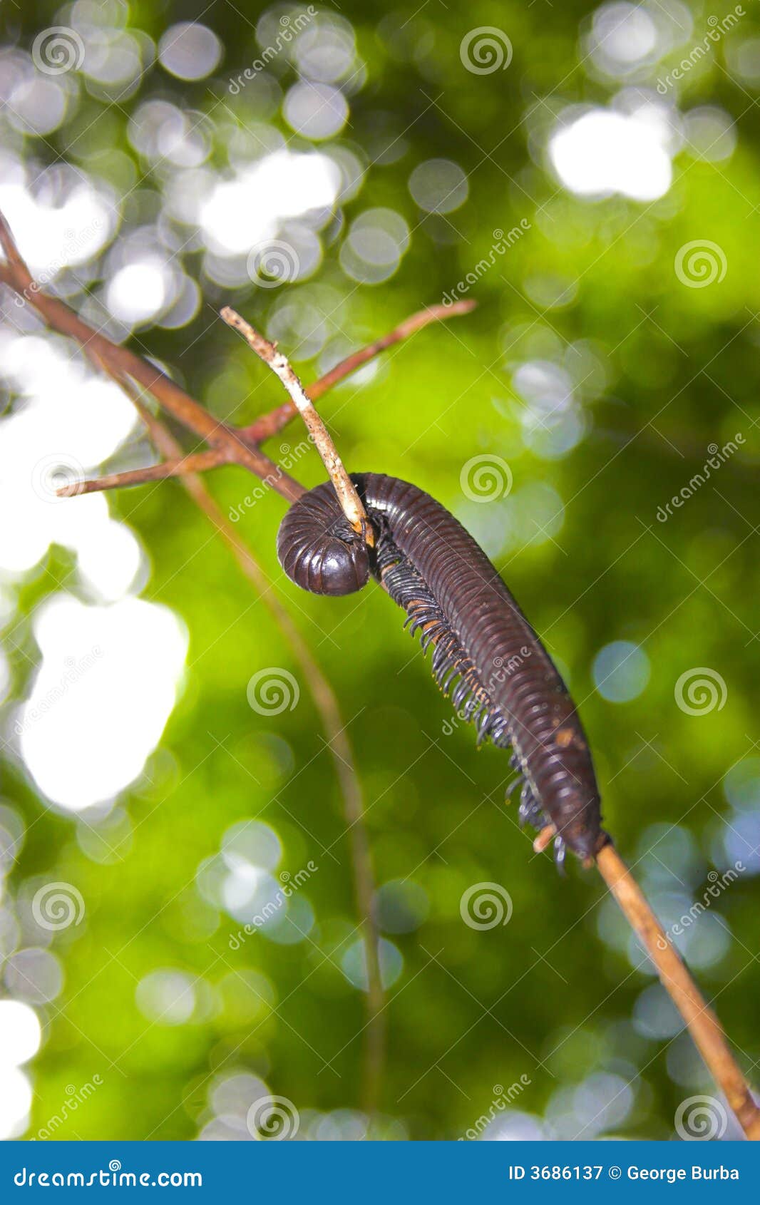 Duizendpoot stock afbeelding. Image of milieu, eiland - 3686137