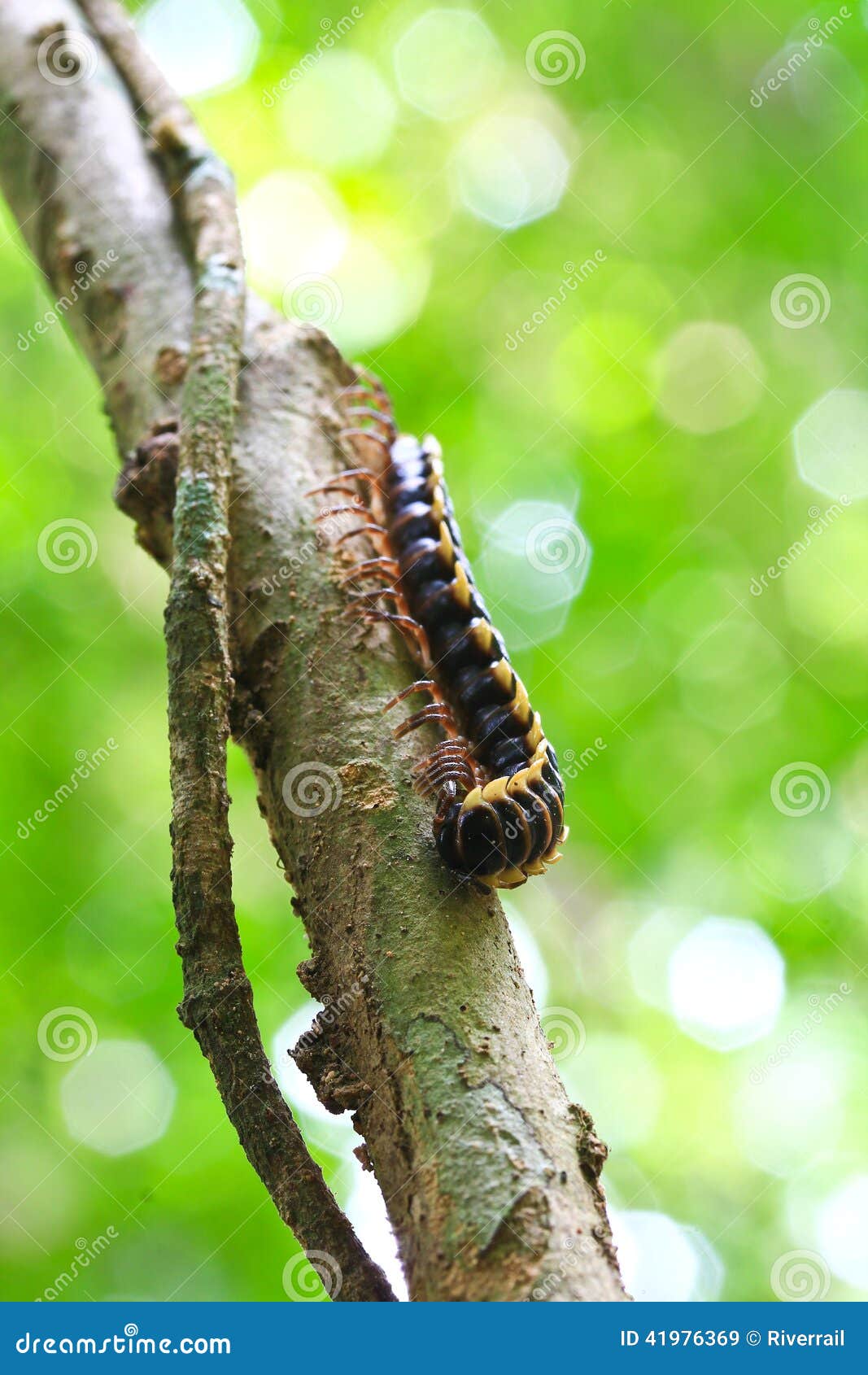 Duizendpoot stock afbeelding. Image of nave, buiten, zwart - 41976369