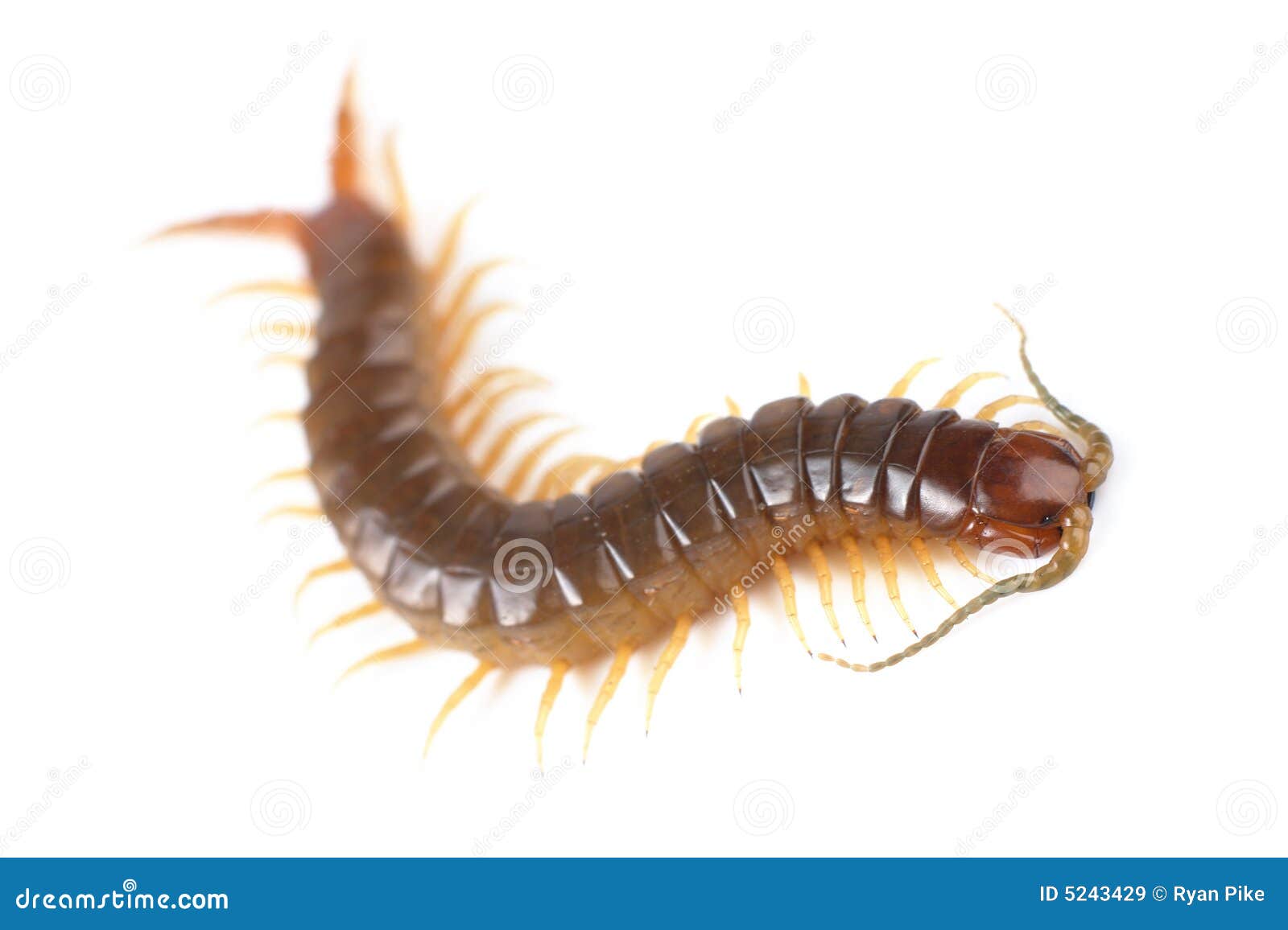 Duizendpoot stock afbeelding. Image of honderd, benen - 5243429