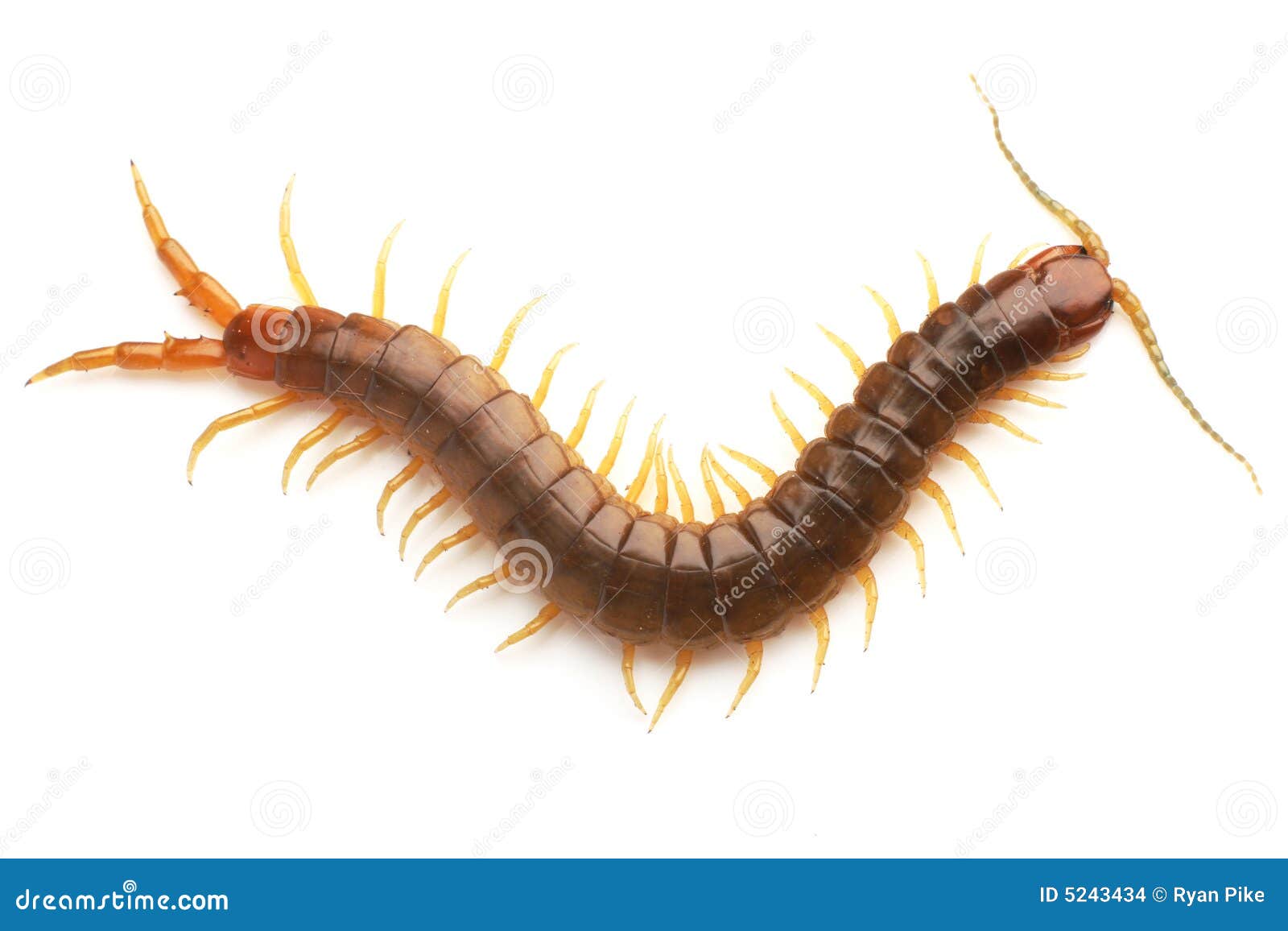 Duizendpoot stock foto. Image of reus, giftig, geïsoleerd - 5243434