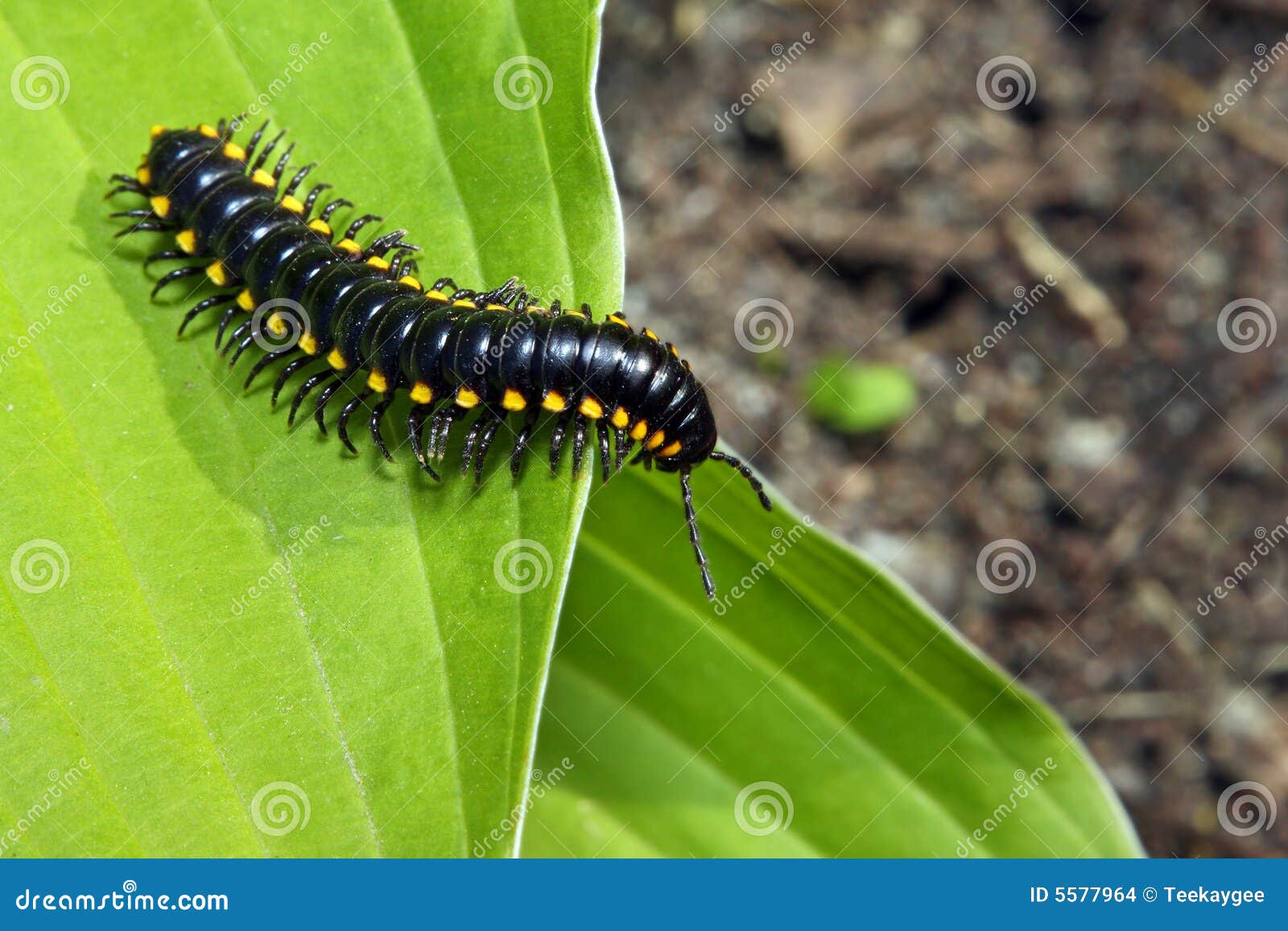 Duizendpoot stock foto. Image of wild, duizendpoot, benen - 5577964