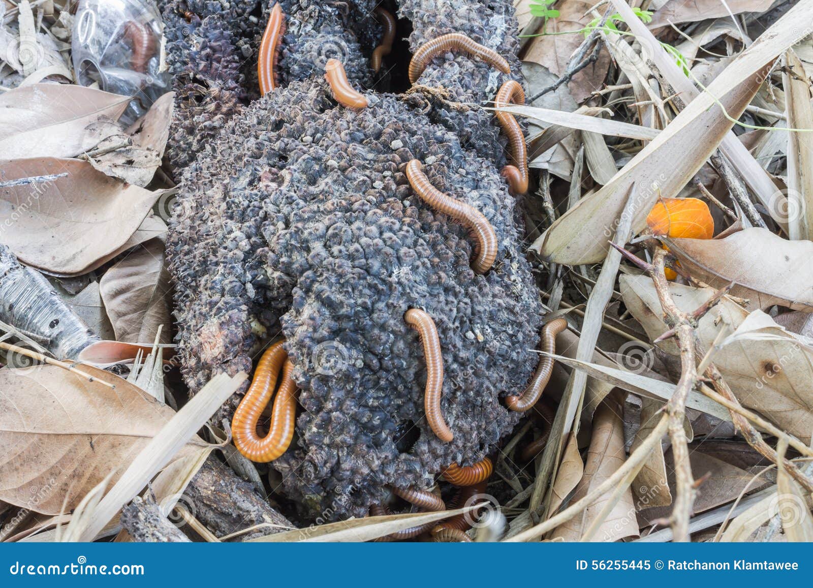 Duizendpoot stock afbeelding. Image of macro, nave, dier - 56255445