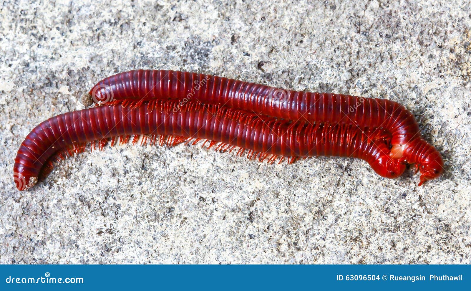 Duizendpoot stock foto. Image of insect, blad, lang, voet - 63096504