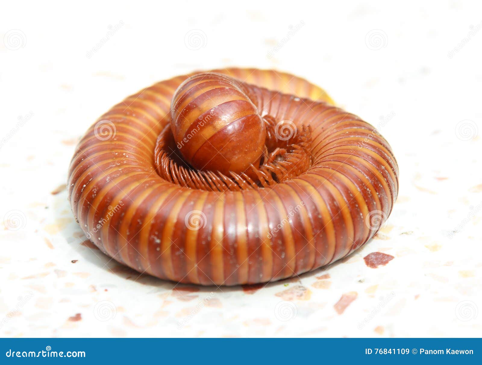 Duizendpoot stock afbeelding. Image of achtergrond, reptiel - 76841109