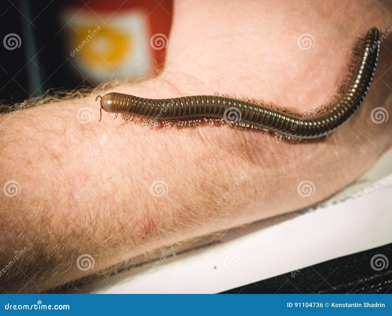 Duizendpoot stock foto. Image of hand, leef, lang, afrika - 91104736