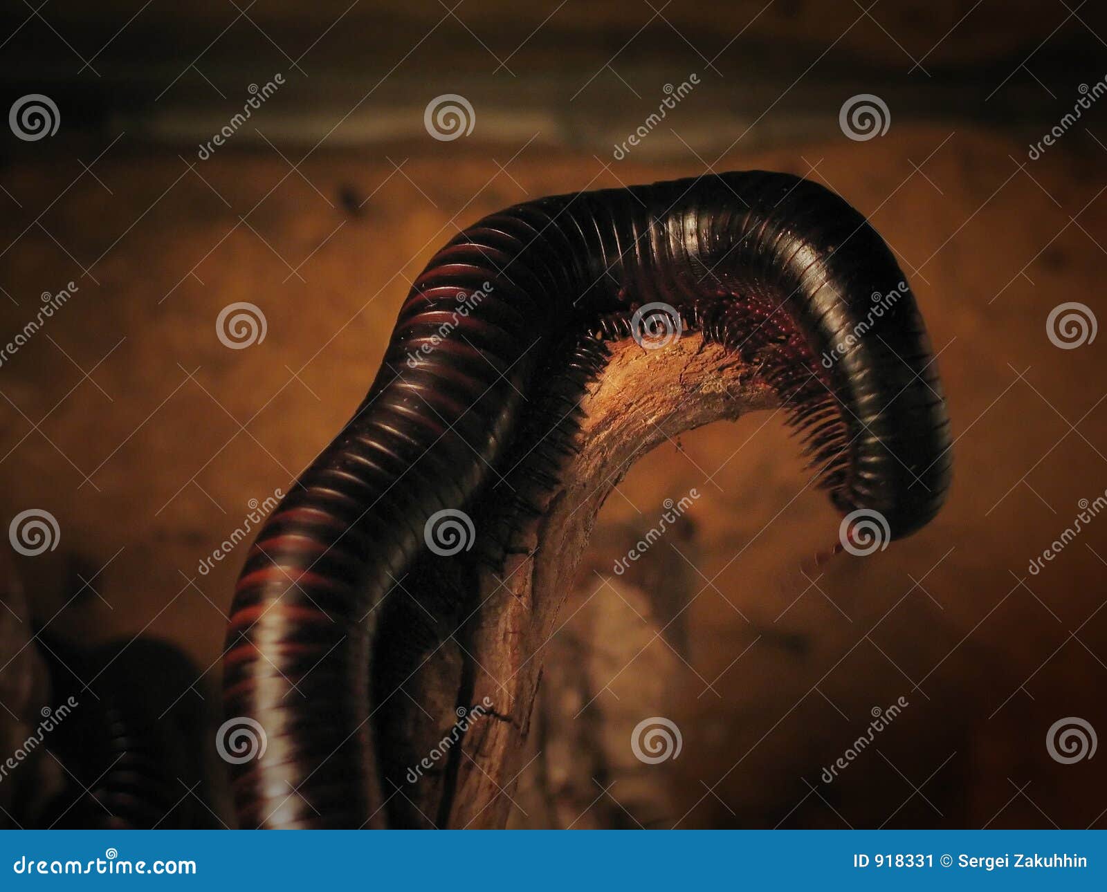 Duizendpoot stock afbeelding. Image of insect, segmenten - 918331