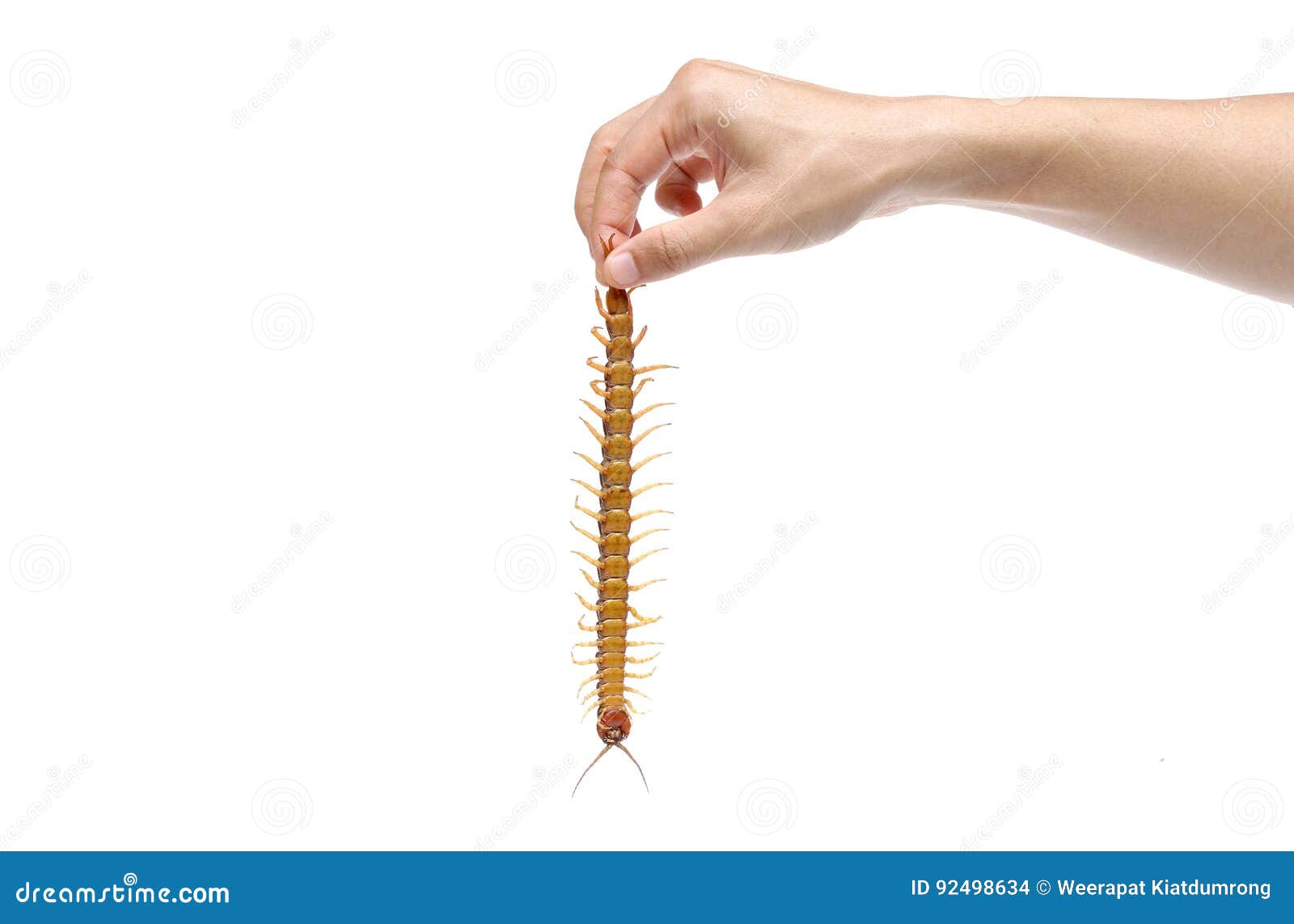 Duizendpoot stock foto. Image of beet, geleedpotige, buiten - 92498634