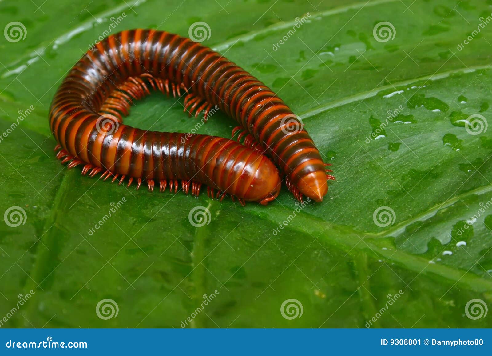 Duizendpoot stock afbeelding. Image of duizendpoot, nave - 9308001