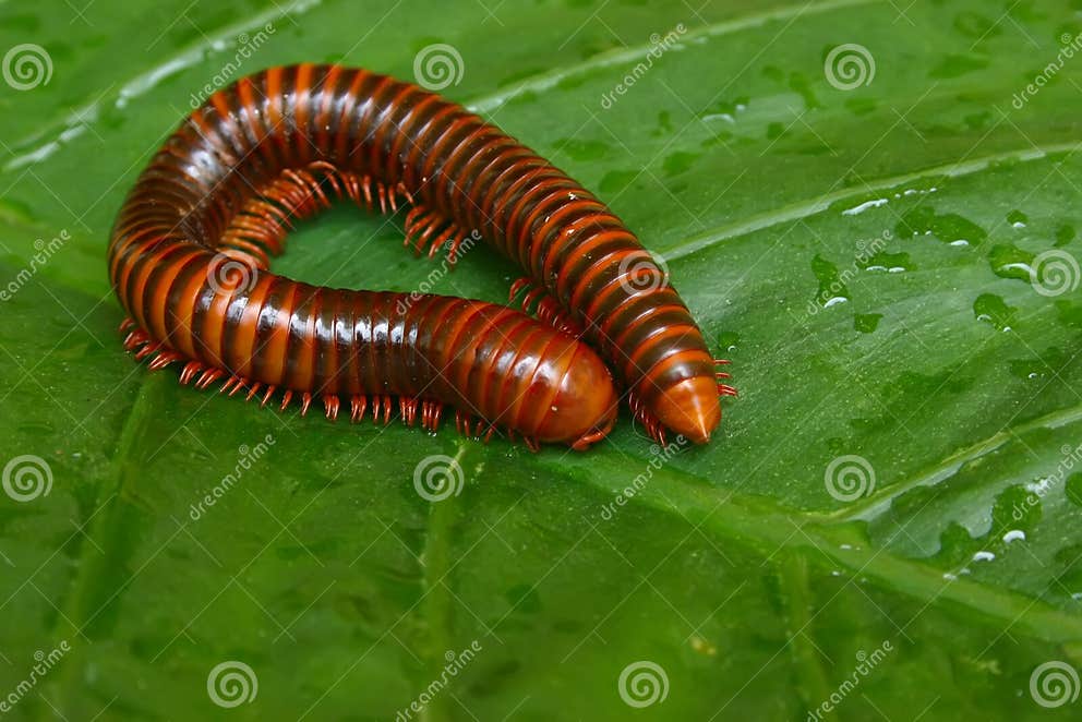 Duizendpoot stock afbeelding. Image of duizendpoot, nave - 9308001