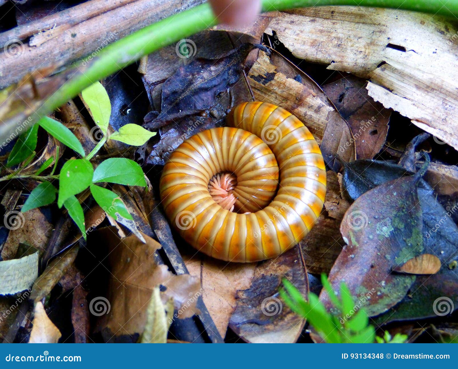 Duizendpoot stock foto. Image of duidelijk, dalingen - 93134348