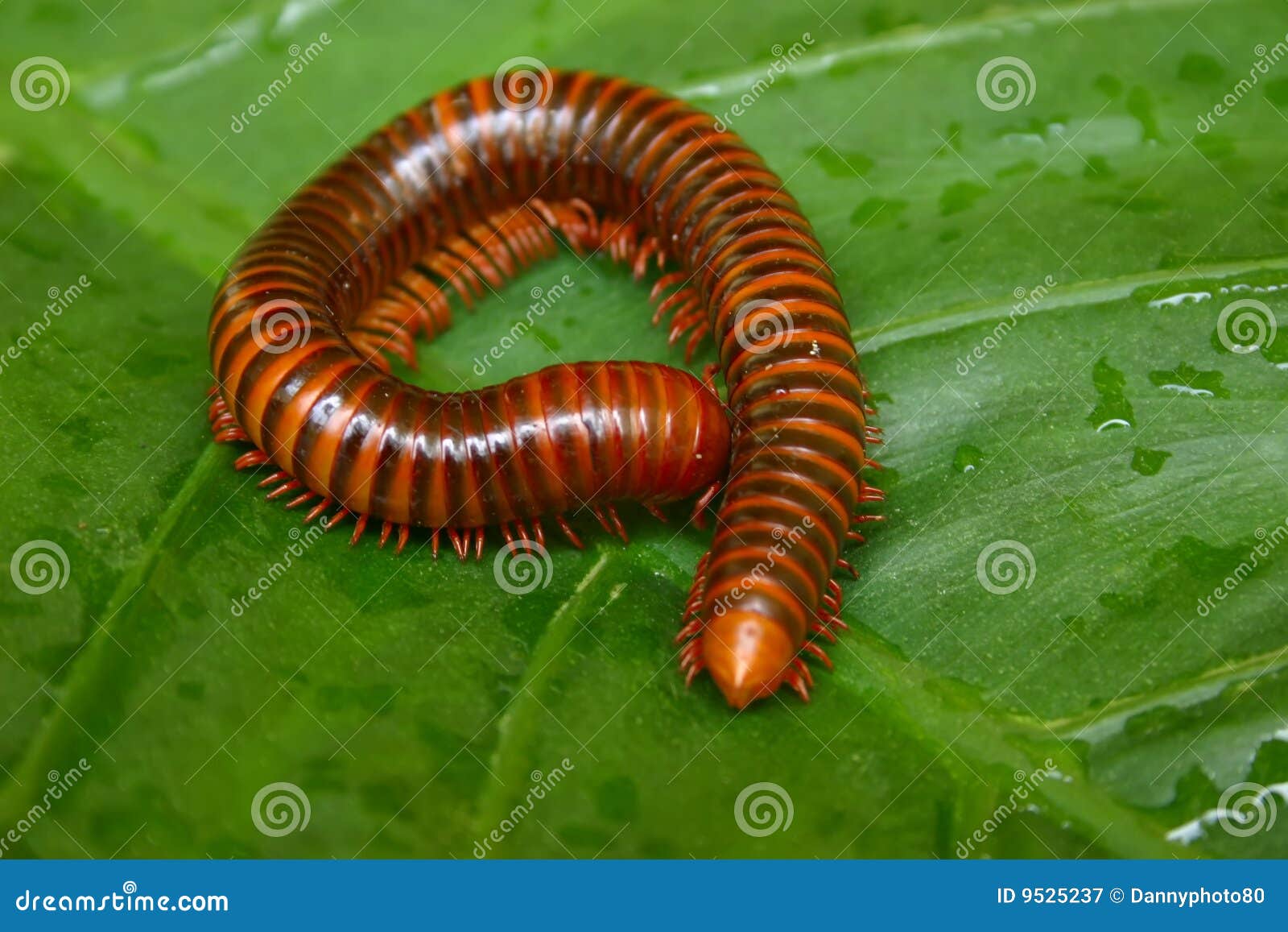 Duizendpoot stock afbeelding. Image of dier, benen, naughty - 9525237
