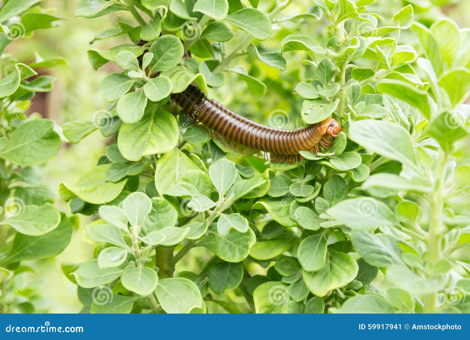 Duizendpoot Die Groene Bladeren Eten Stock Afbeelding - Image of ...