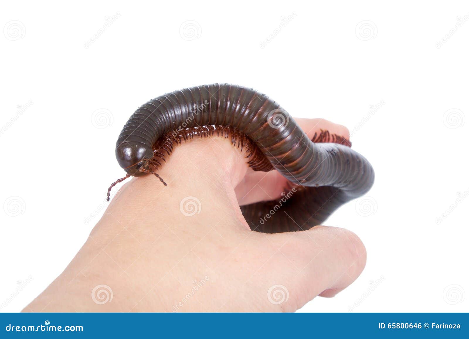 Duizendpoot, Duizendpoten Op Wit Stock Foto - Image of panoramisch ...