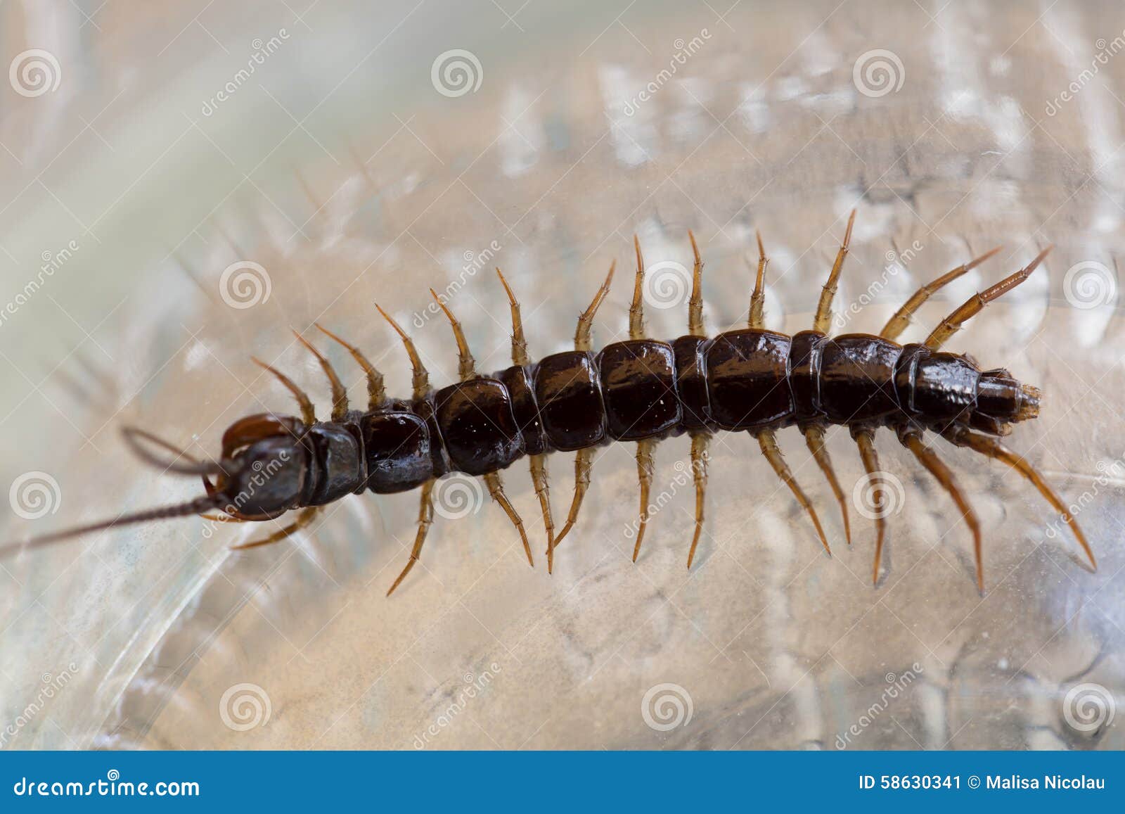 Duizendpoot in Een Terrastuin Stock Afbeelding - Image of griezelig ...