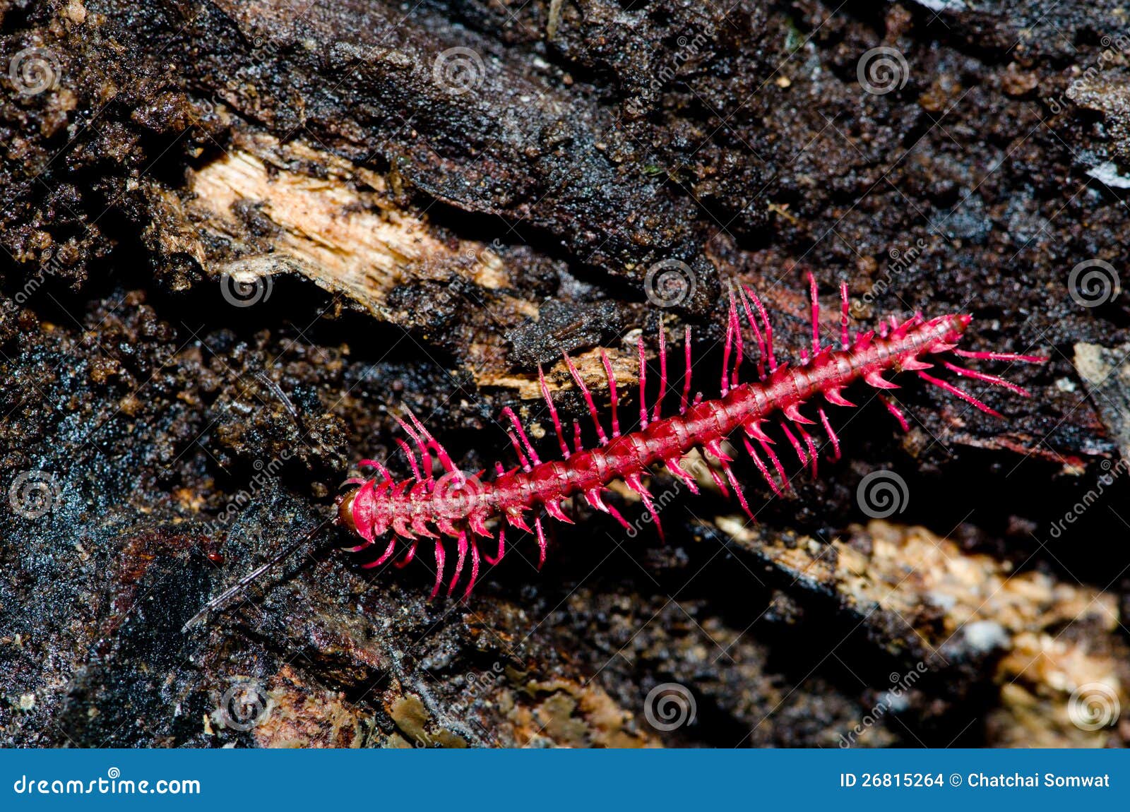 Duizendpoot in Het Tropische Regenwoud Stock Foto - Image of benen ...
