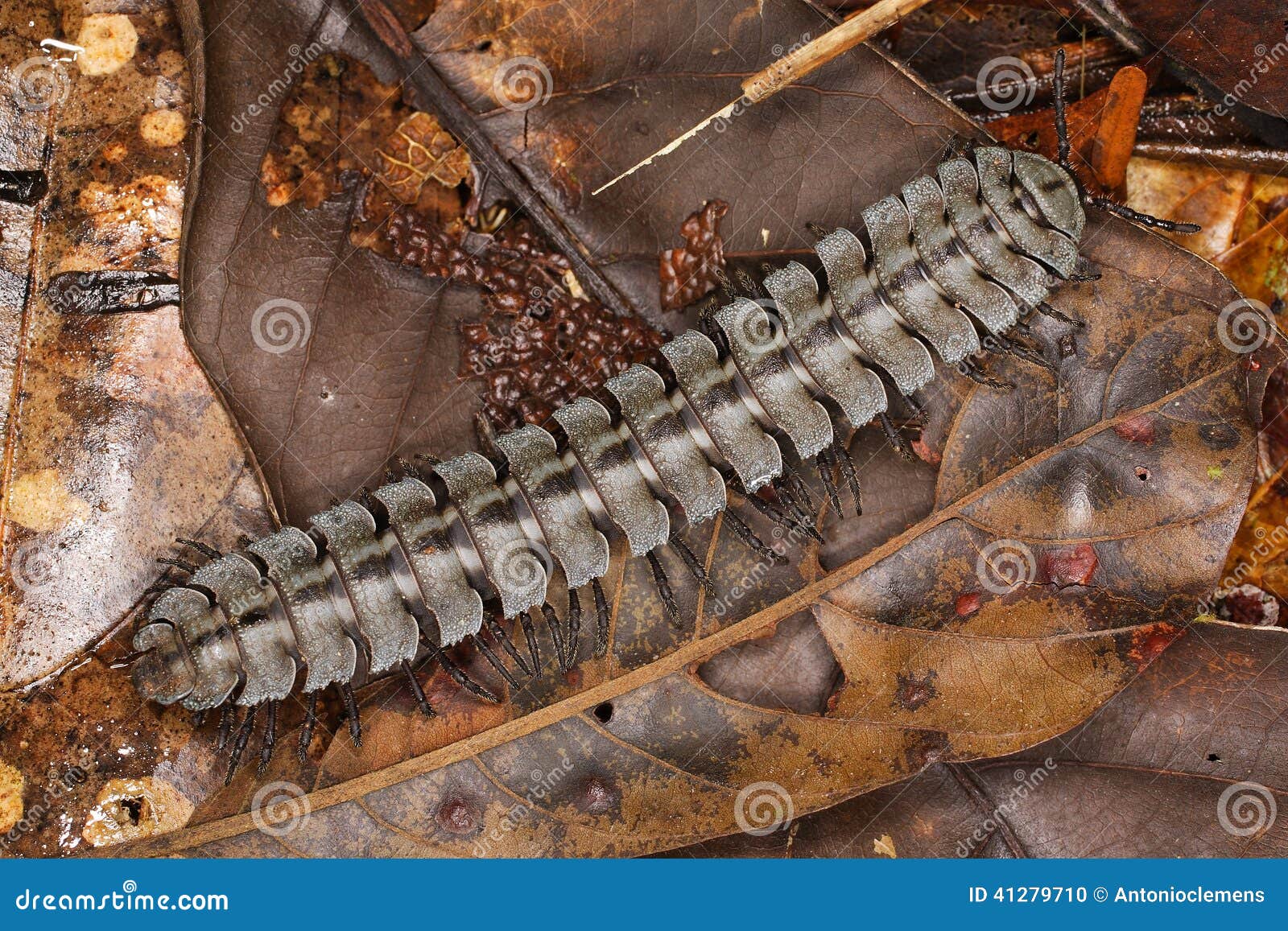 Duizendpoot op de bosvloer stock foto. Image of regen - 41279710