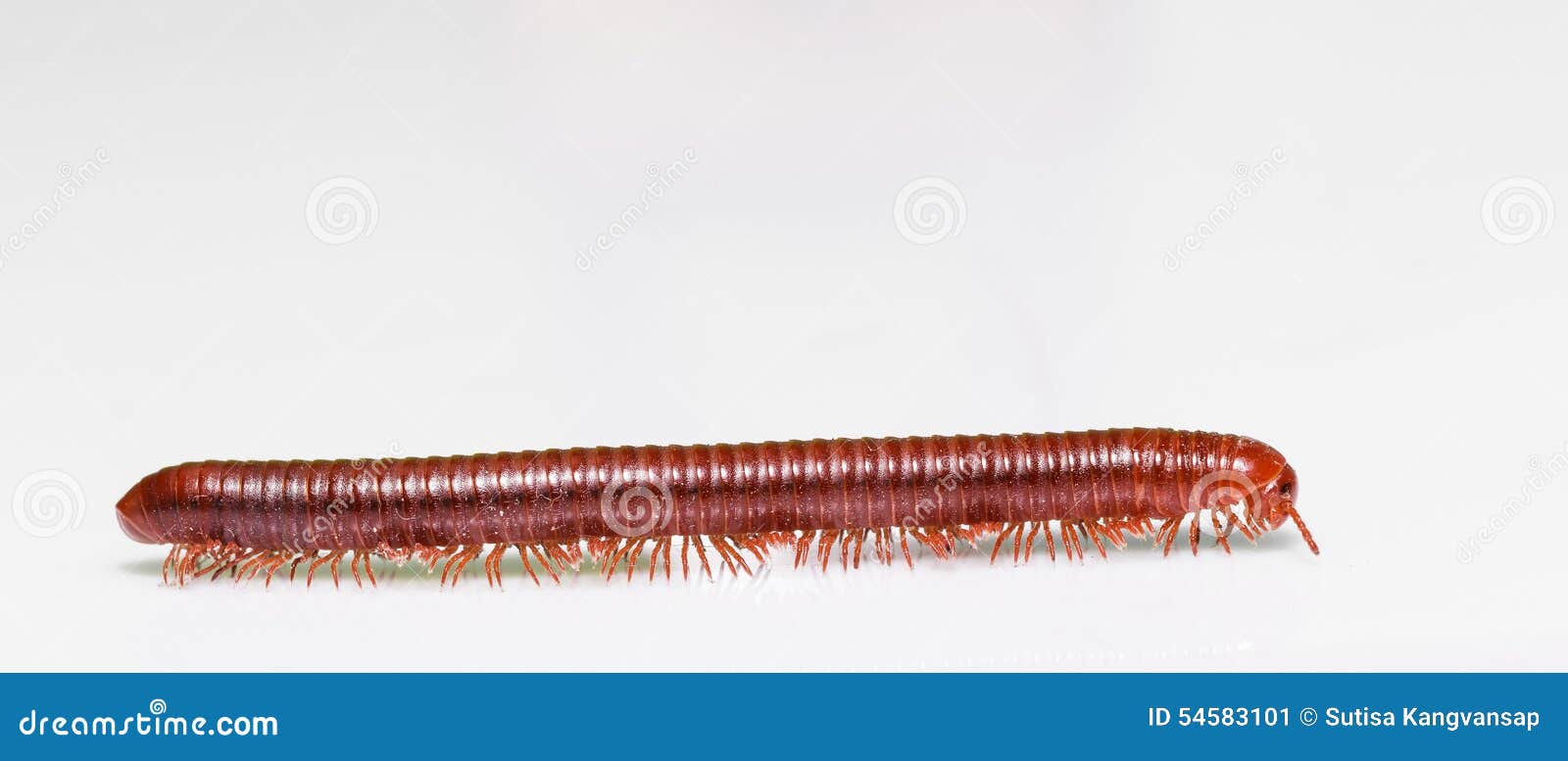 Duizendpoot Op Witte Achtergrond Stock Afbeelding - Image of azië ...