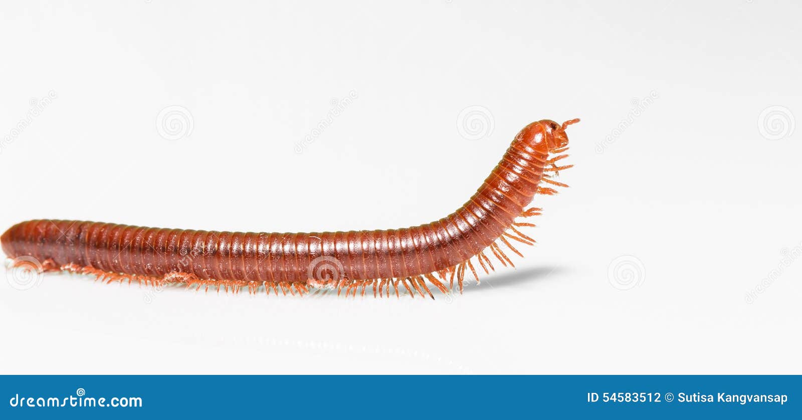 Duizendpoot Op Witte Achtergrond Stock Foto - Image of verbonden, benen ...