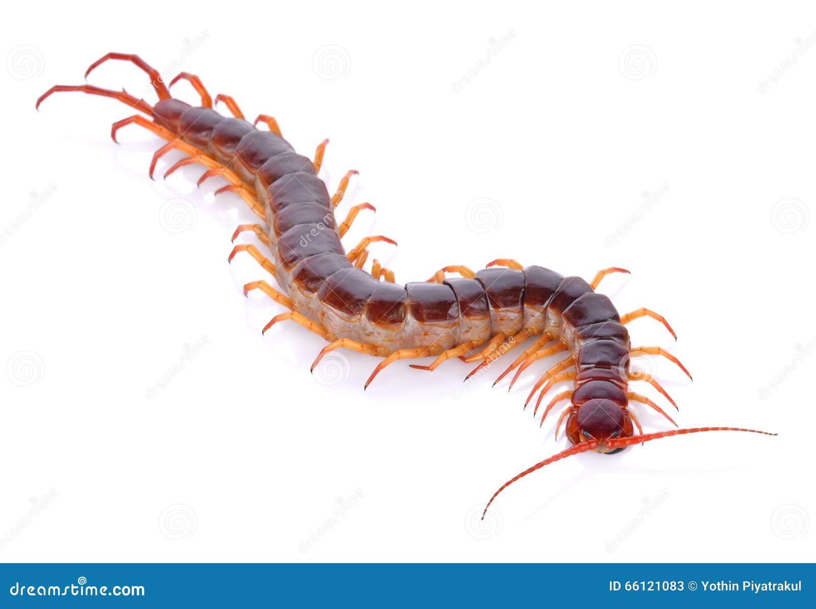 Duizendpoot Op Witte Achtergrond Stock Afbeelding - Image of nave, dier ...