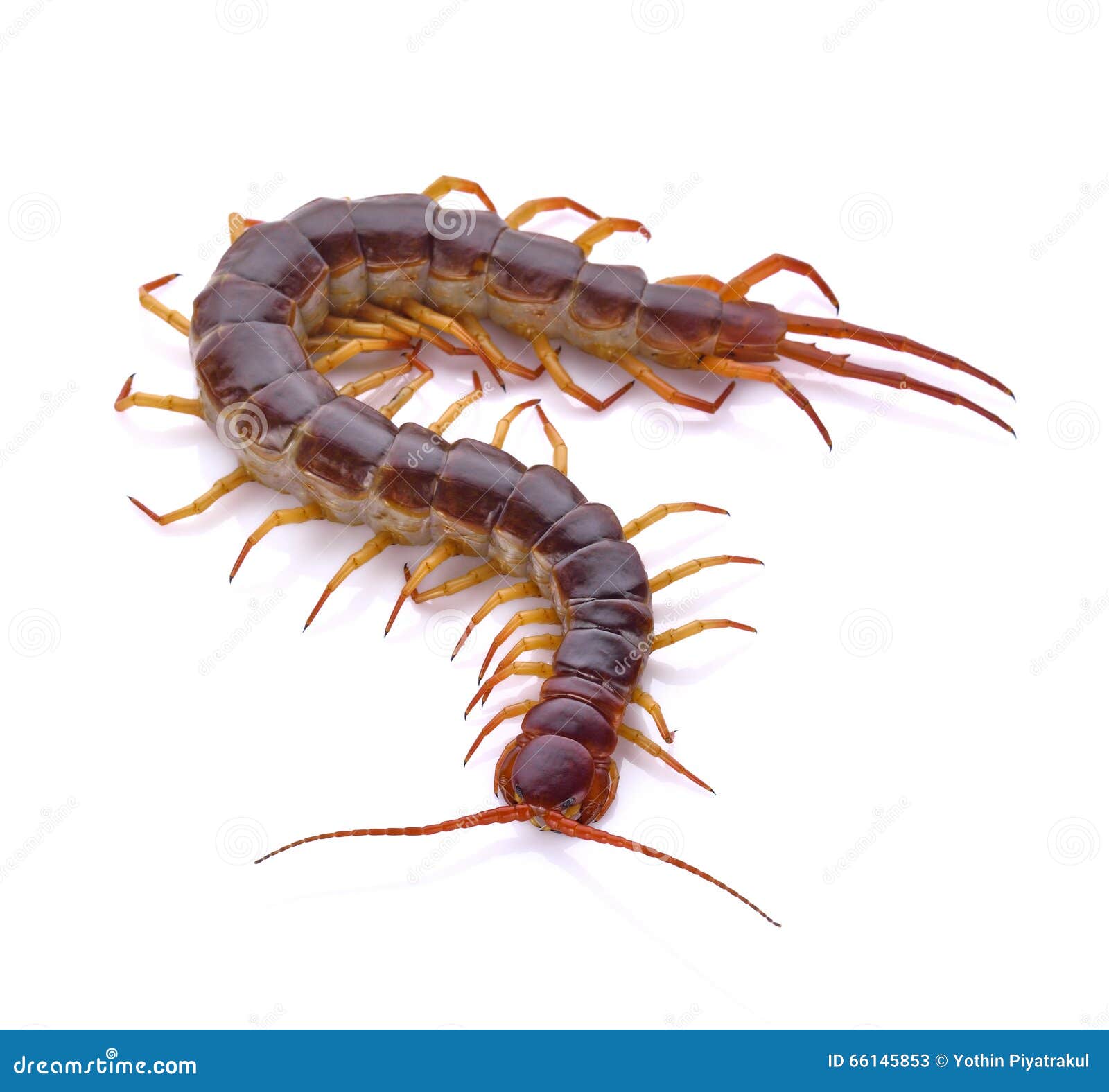 Duizendpoot Op Witte Achtergrond Stock Afbeelding - Image of nave ...