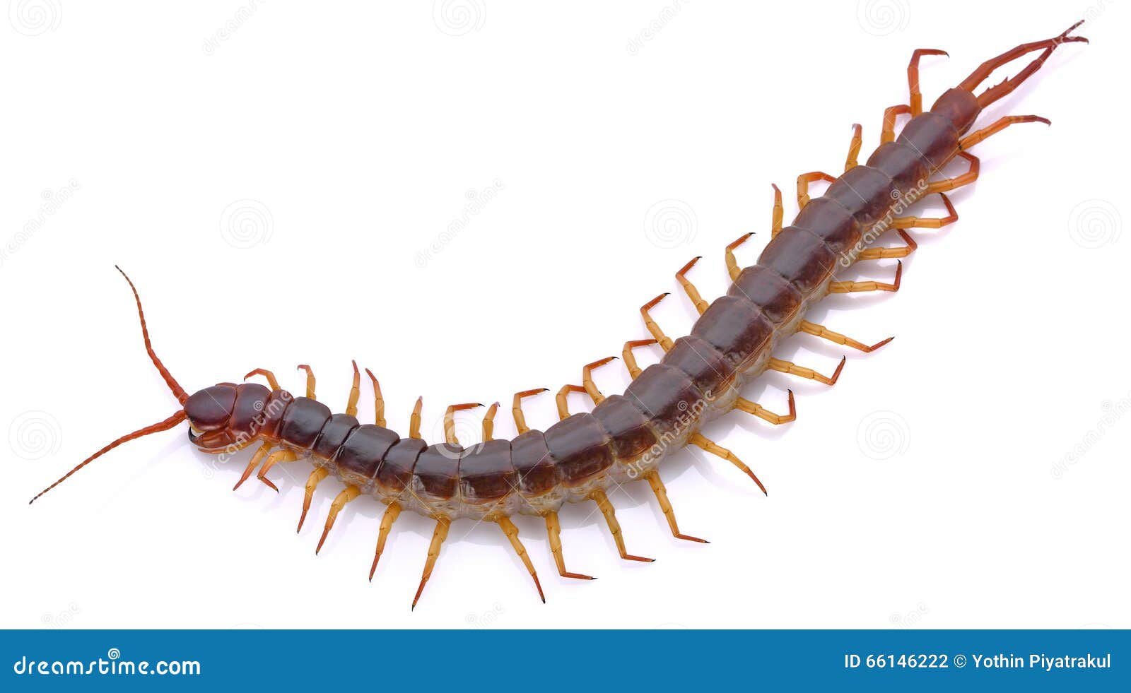 Duizendpoot Op Witte Achtergrond Stock Foto - Image of nave, bruin ...