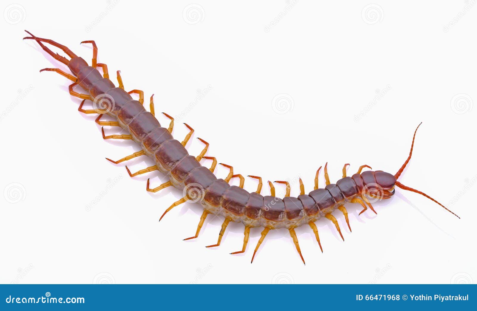 Duizendpoot Op Witte Achtergrond Stock Foto - Image of dier, benen ...