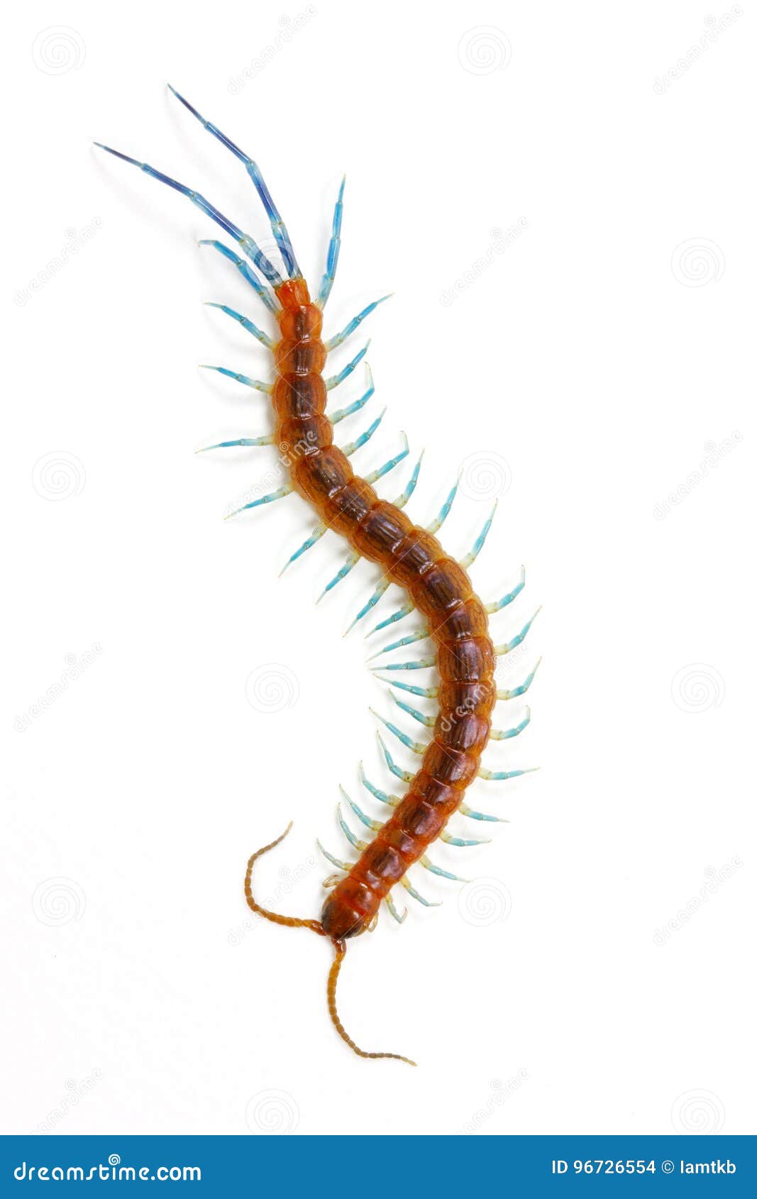 Duizendpoot Op Witte Achtergrond Stock Foto - Image of insect, vergift ...