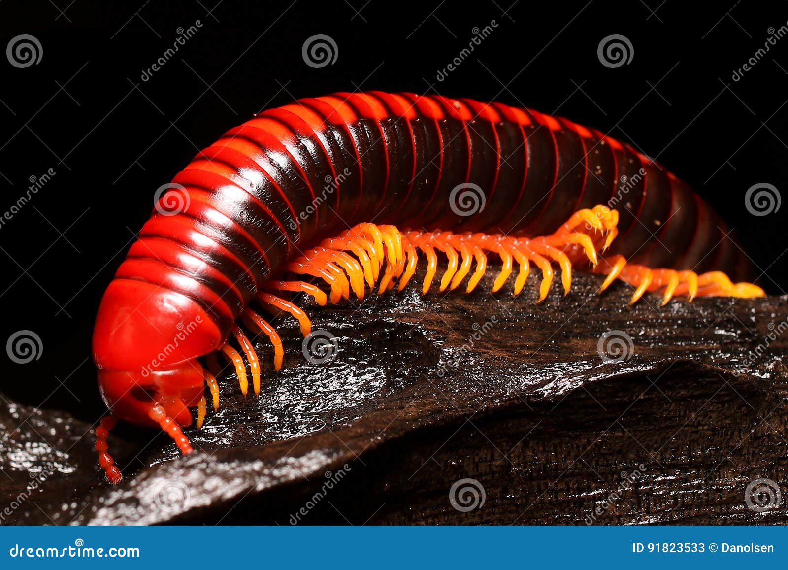 Duizendpoot, Rode Multi-legged Schepselen Stock Afbeelding - Image of ...