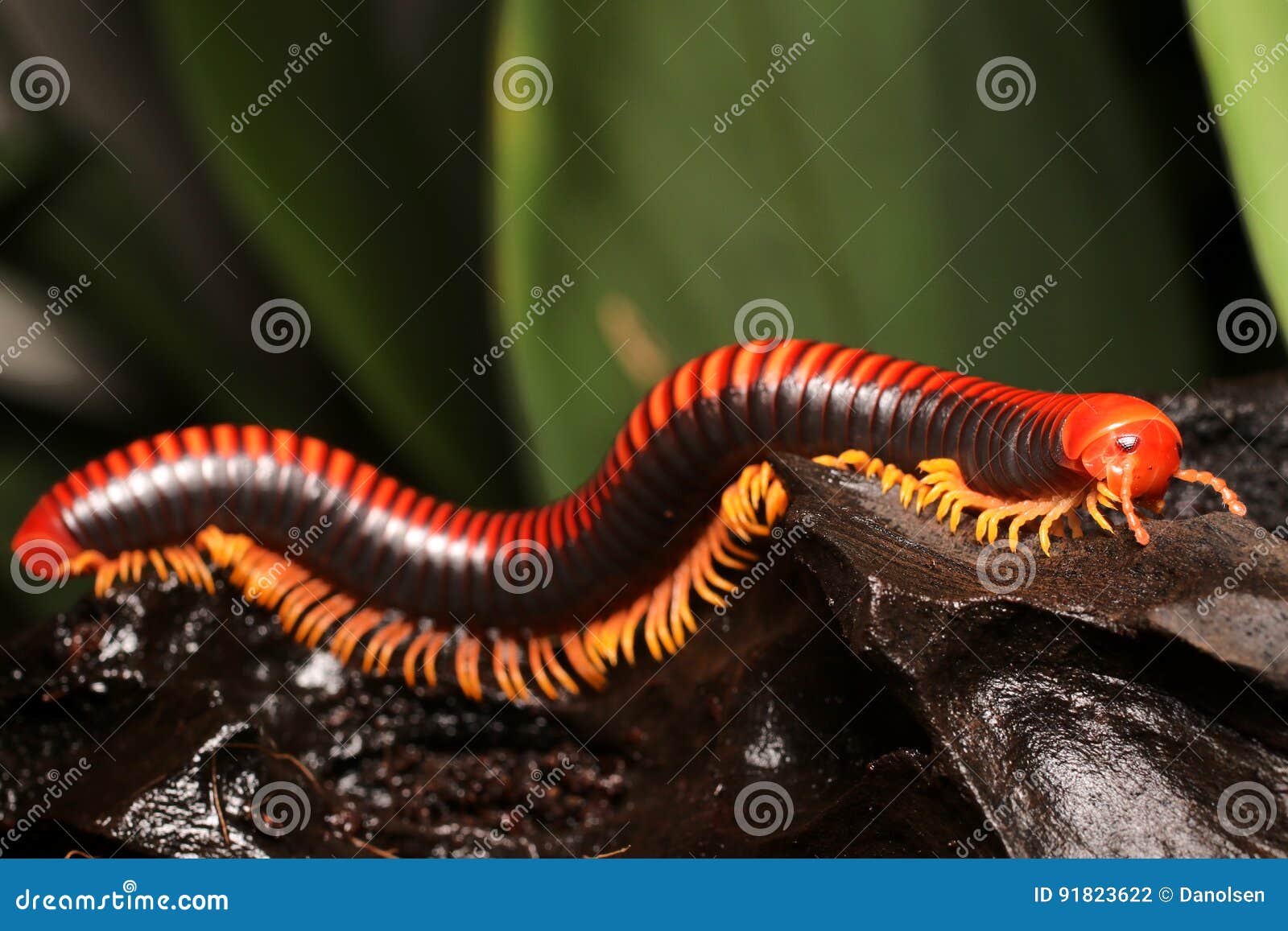 Duizendpoot, Rode Multi-legged Schepselen Stock Foto - Image of ...