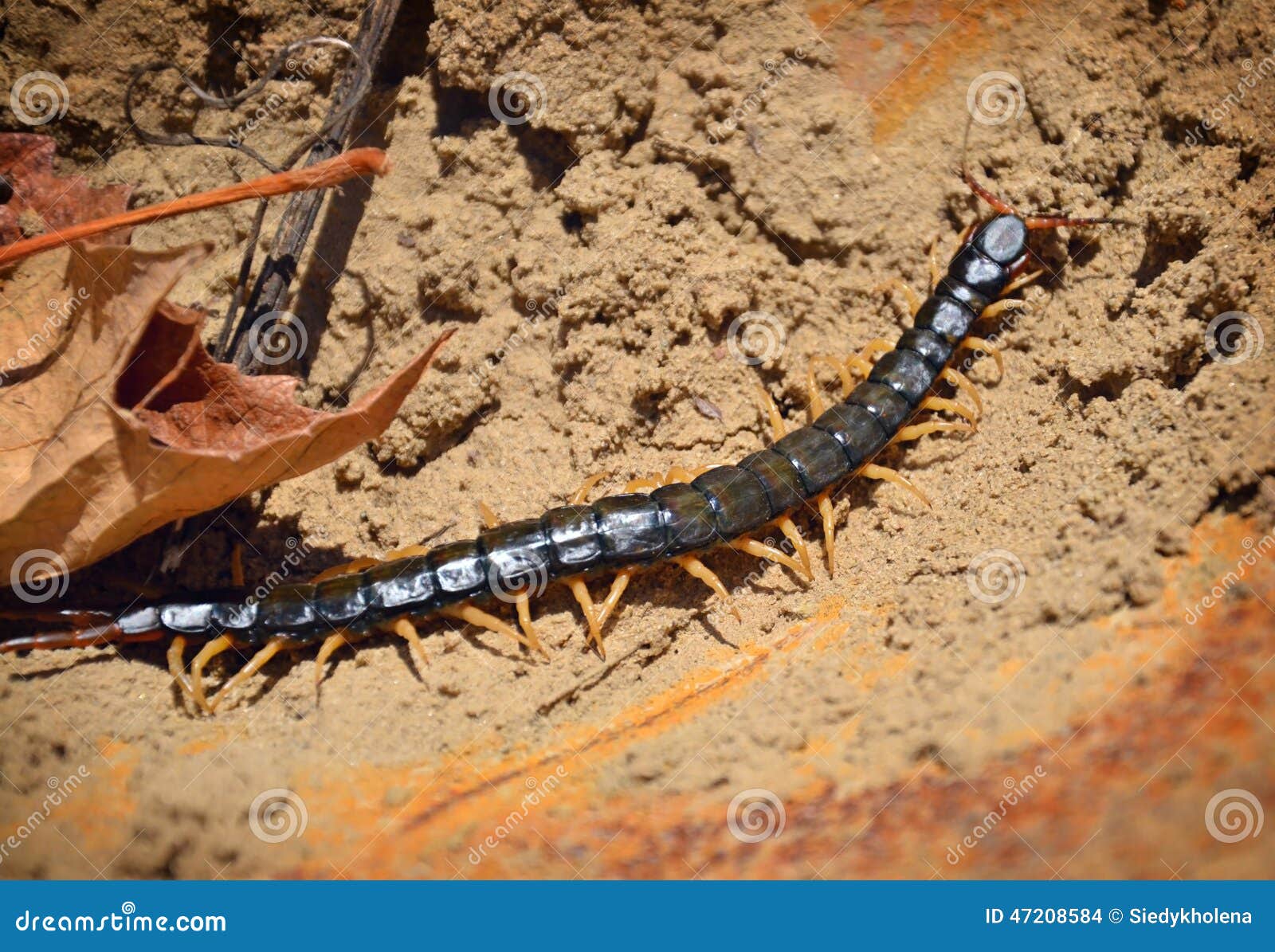 Duizendpoot ter plaatse 2 stock foto. Image of zwart - 47208584