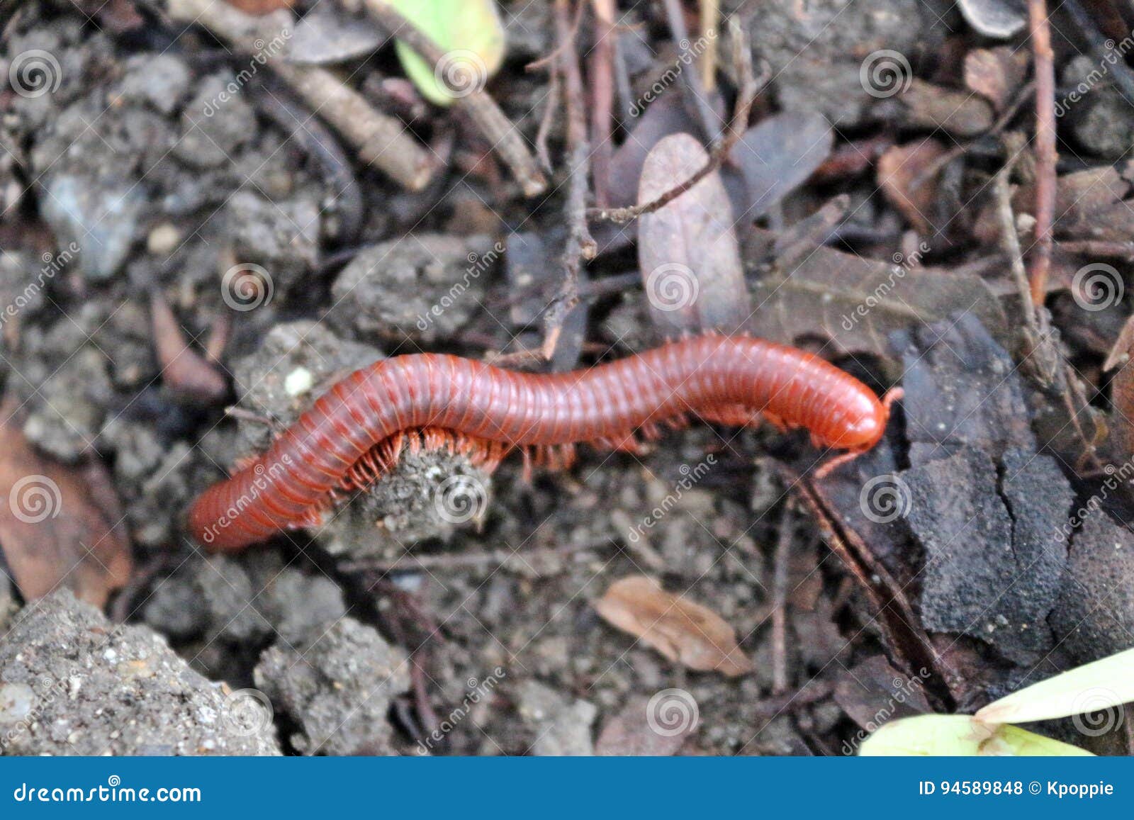 Duizendpoot Voor Gezonde Grond Stock Foto - Image of glanzend, tropisch ...