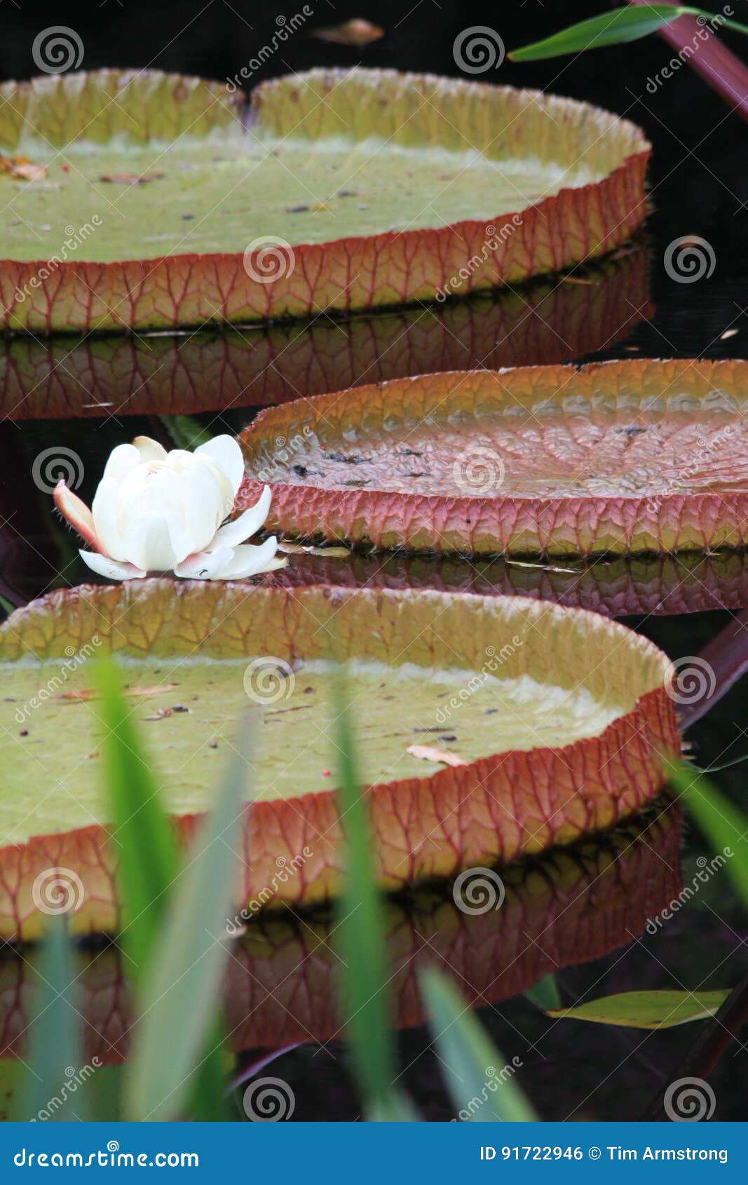 Duke Garden Lily Pads stock photo. Image of durham, duke - 91722946