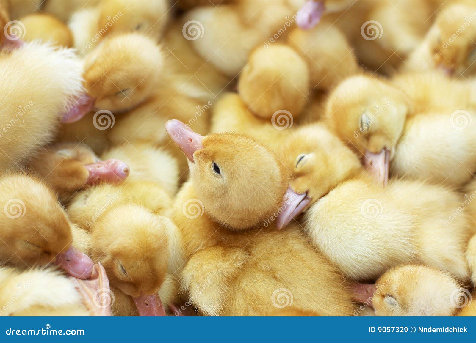 Duklings stock image. Image of fluffy, bird, brothers - 9057329